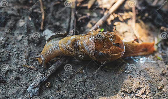 Broken Shell Snail Crawling with Pebbles, Garden Snail. a Snail with a ...