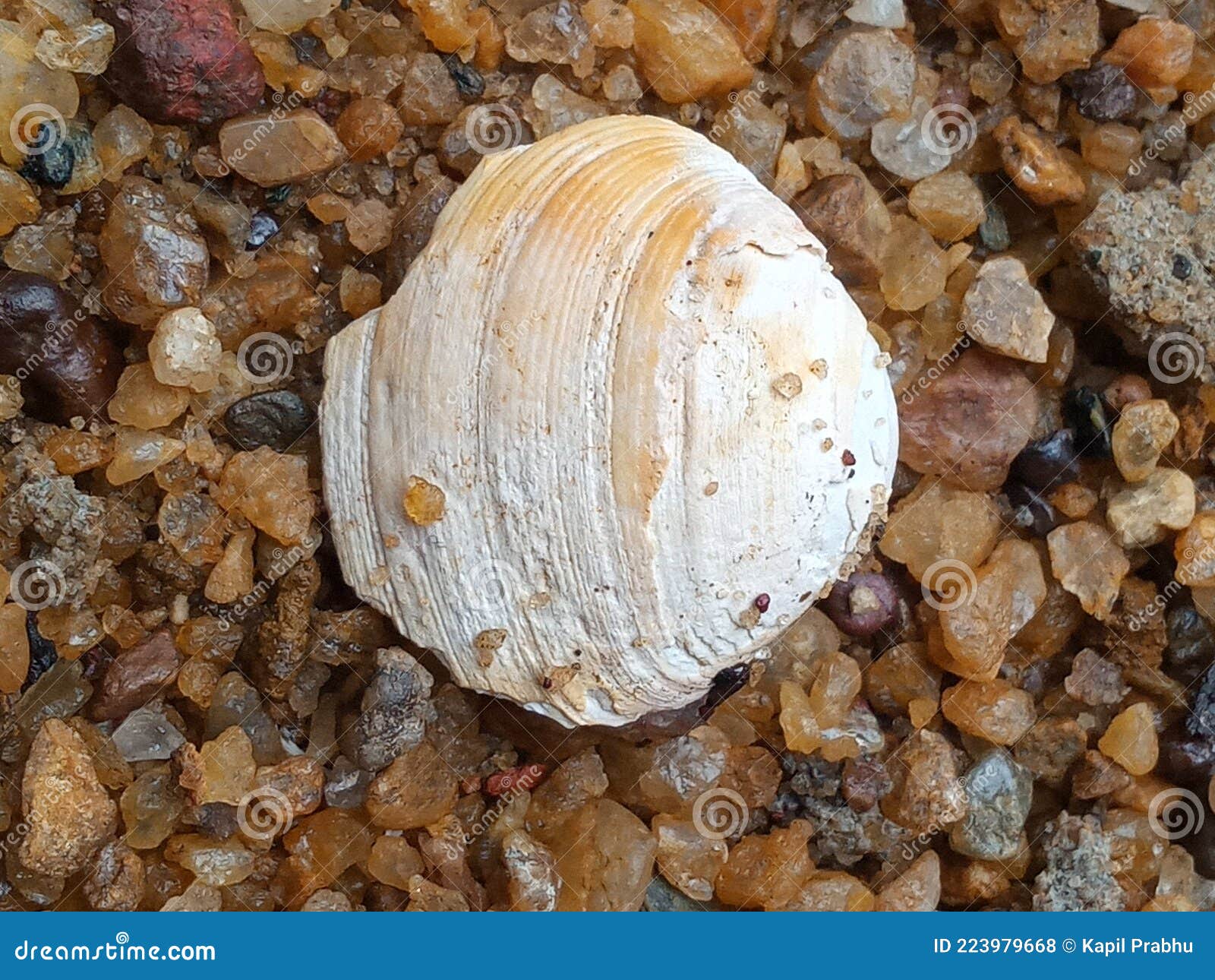 Broken shell on stone stock photo. Image of shell, broken - 223979668