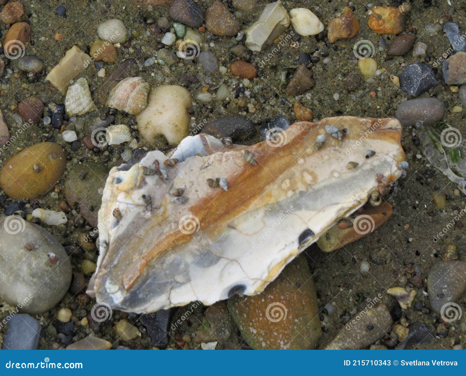 A Broken Shell Thrown on the Ground Stock Image - Image of beautiful ...