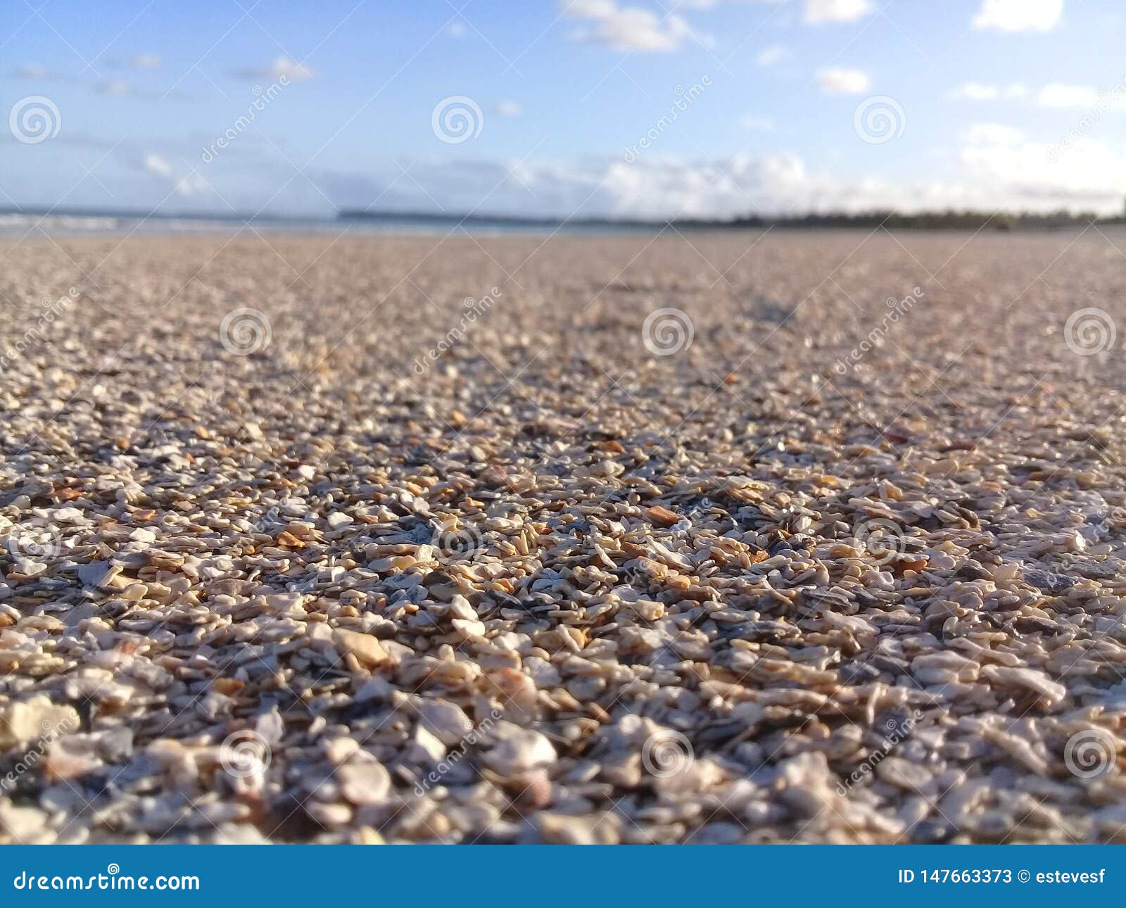 Broken shells on the beach stock image. Image of national - 147663373