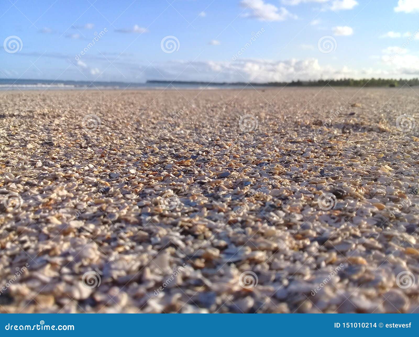 Broken Shells on the Beach with Focus and Blue Sky Stock Photo - Image ...