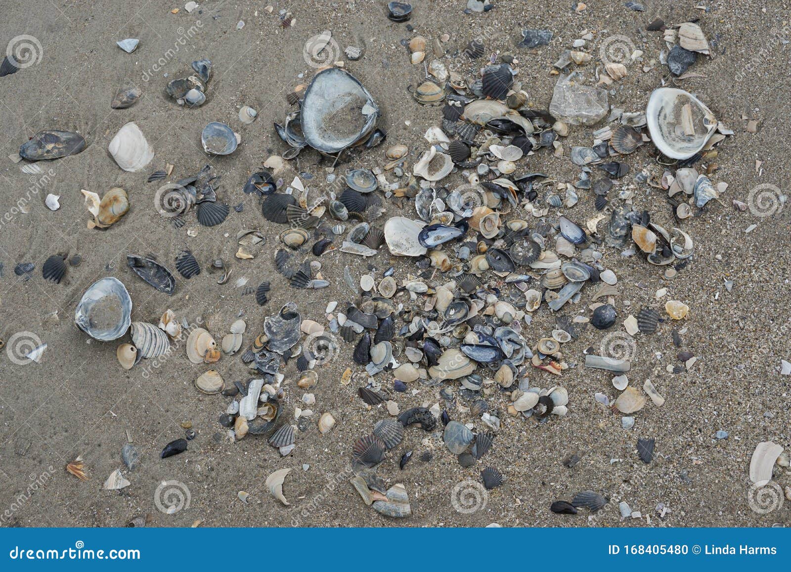 Broken Shells on a Beach stock photo. Image of natural - 168405480