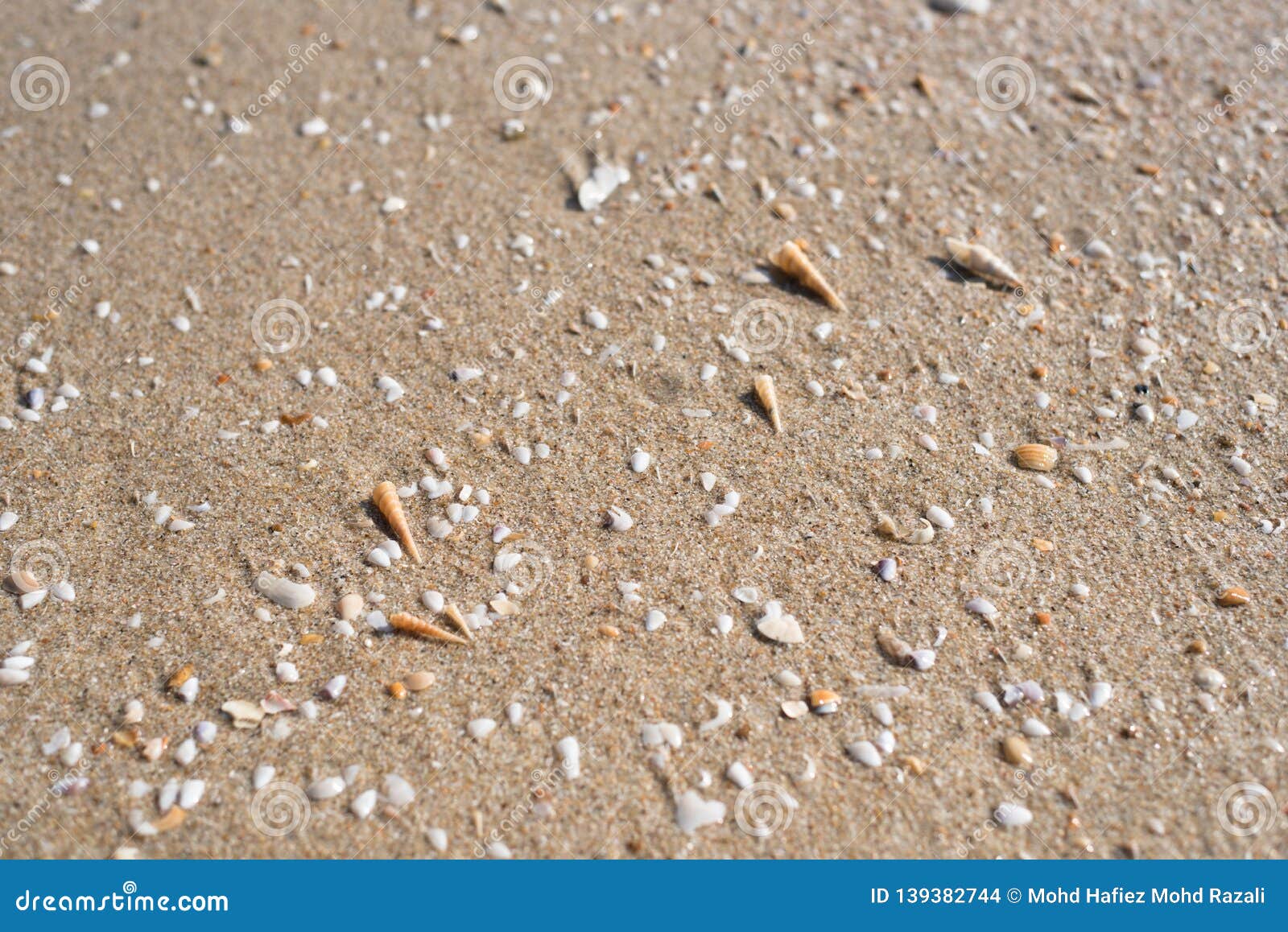 Broken Shells on a Beach Sand in Bright Daylight. Stock Photo - Image ...