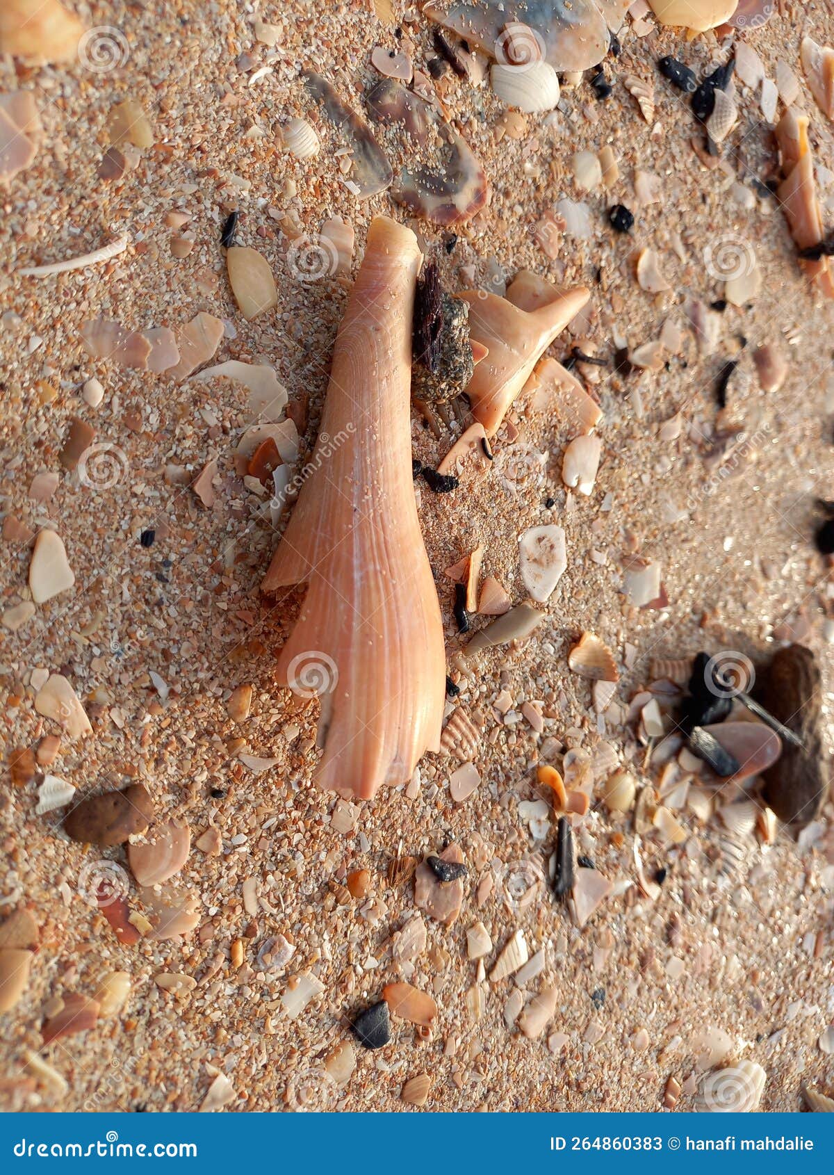Broken Shells on and Natural Beach Sand Shells Stock Image - Image of ...
