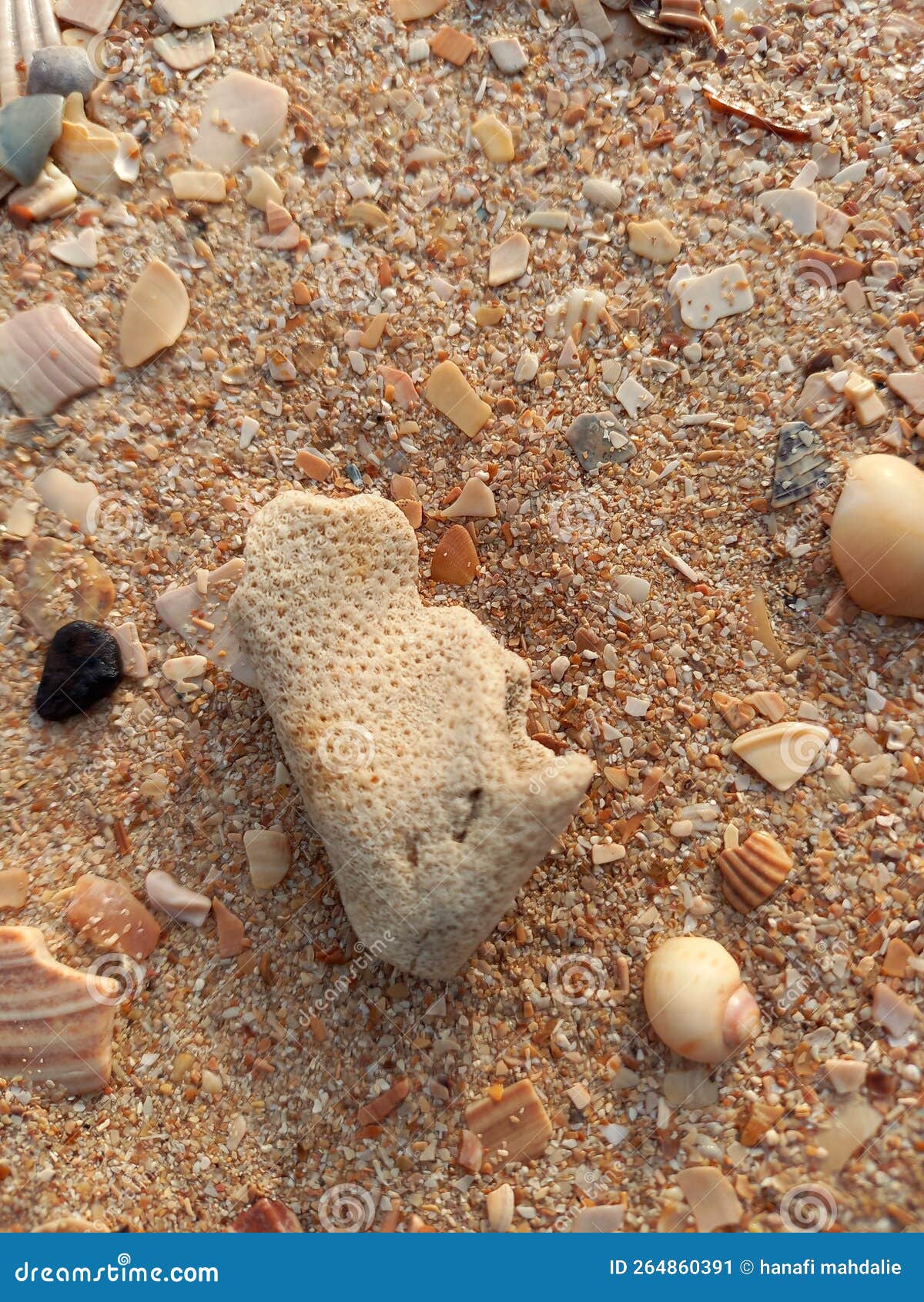 Broken Shells on and Natural Beach Sand Shells Stock Image - Image of ...