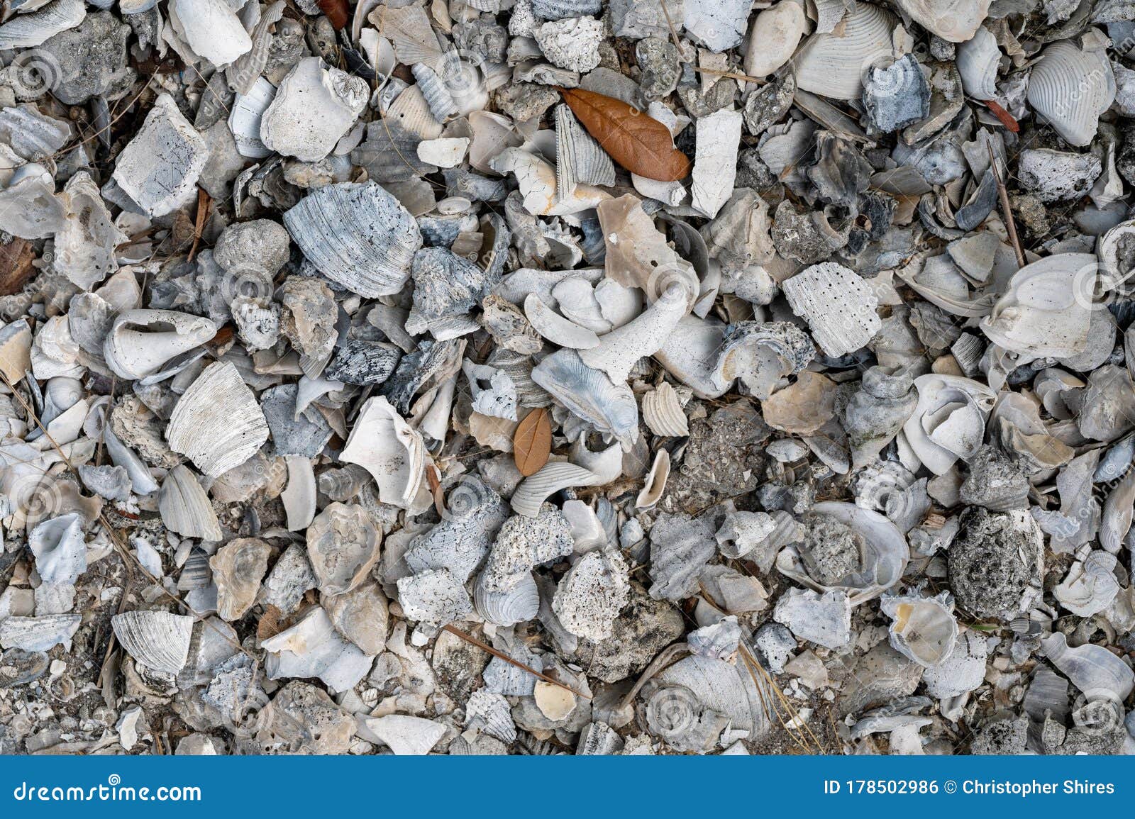Broken Shells on a Florida Beach Crushed Stock Photo - Image of florida ...