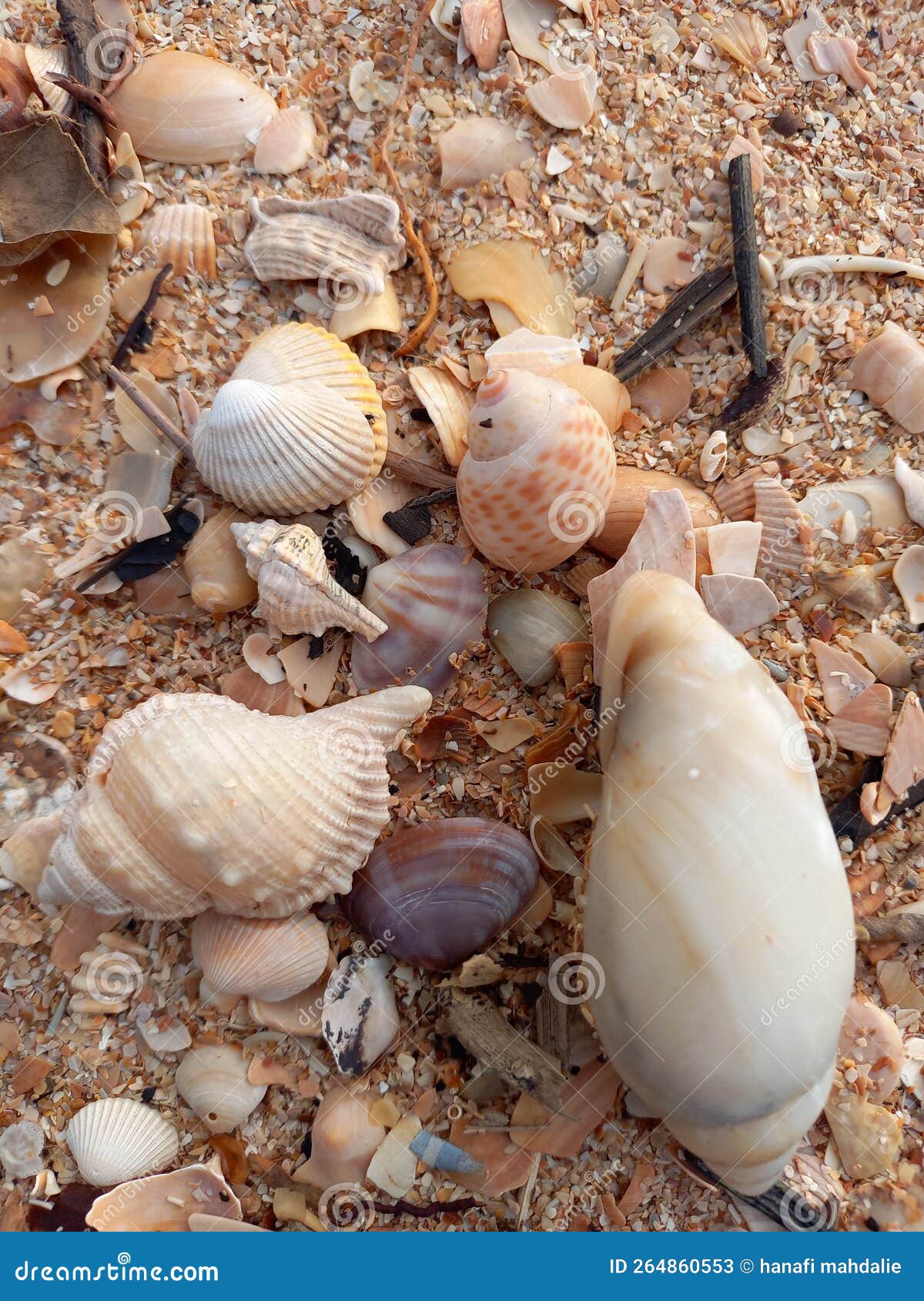 Broken Shells on and Natural Beach Sand Shells Stock Image - Image of ...