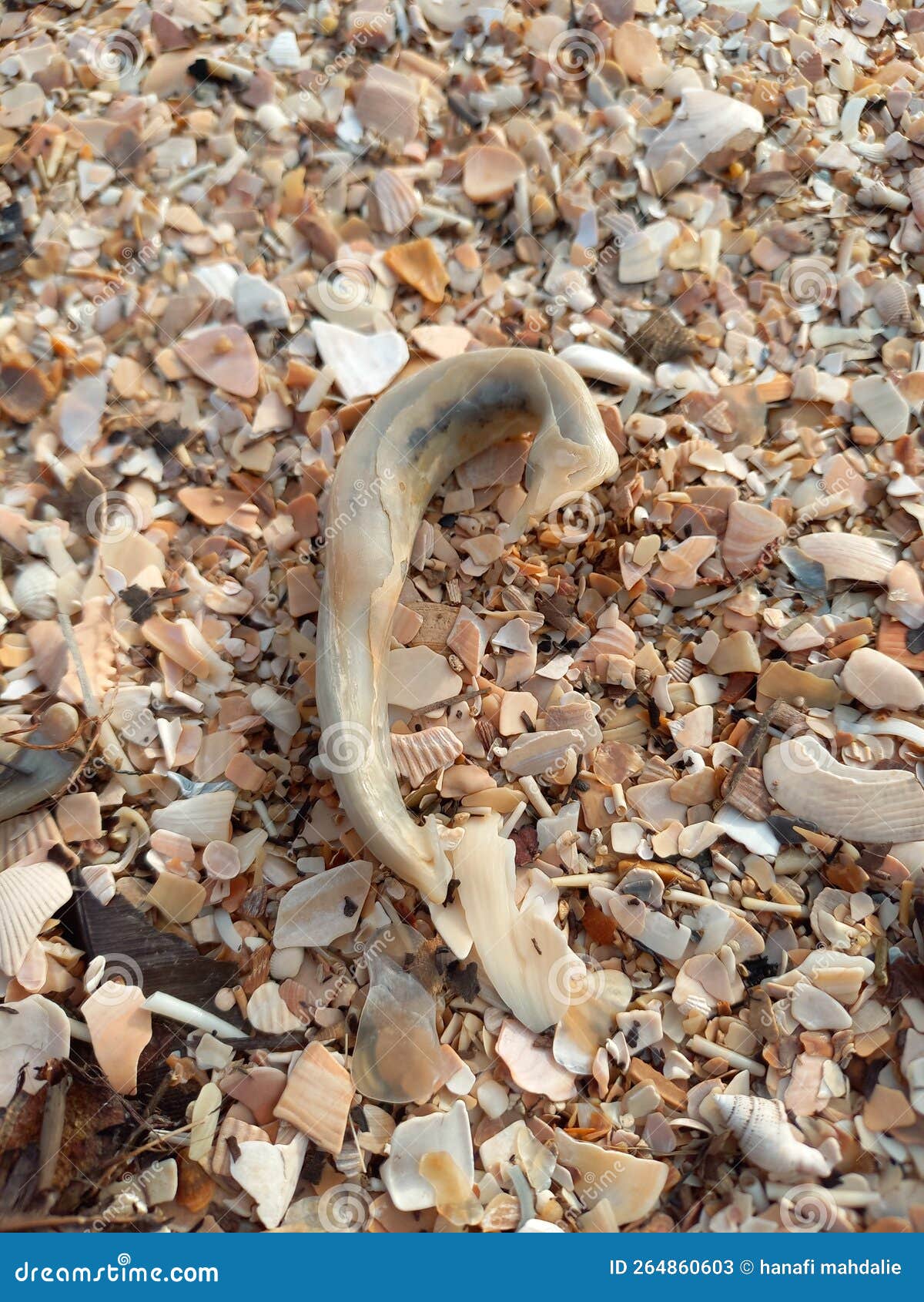 Broken Shells on and Natural Beach Sand Shells Stock Image - Image of ...