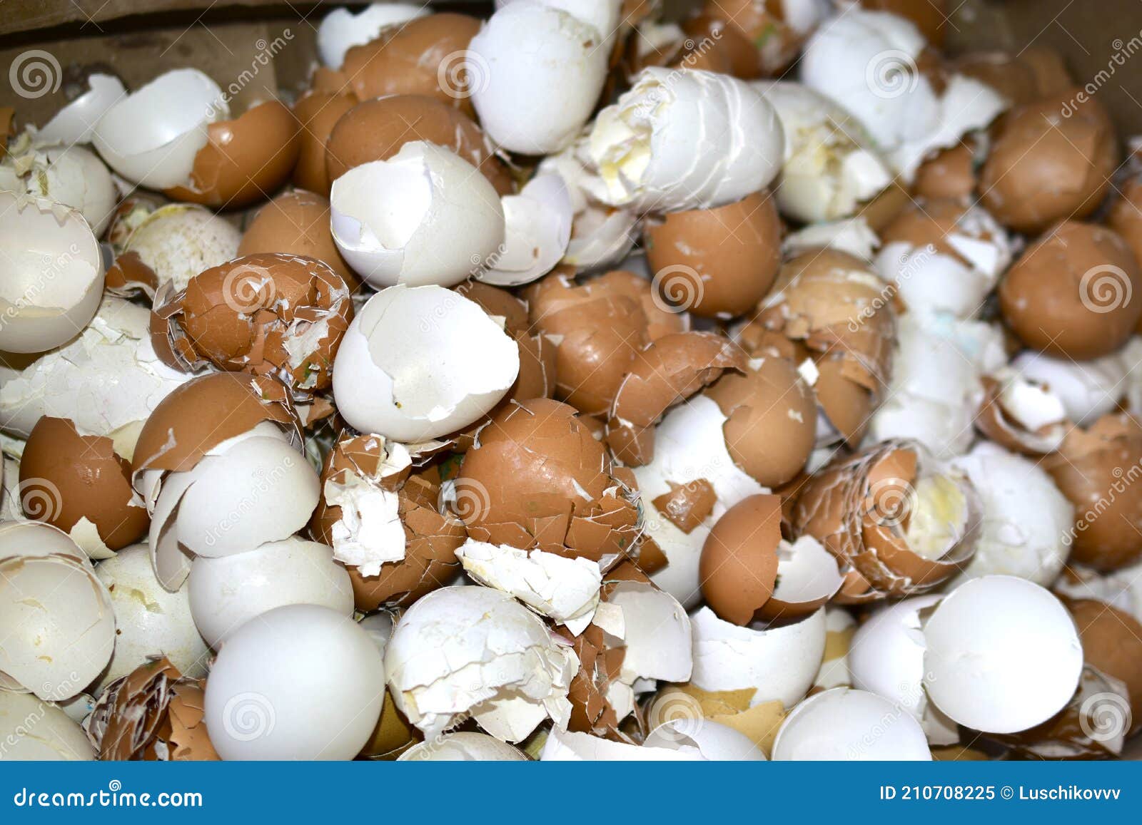 Broken Shells of White and Red Eggs Stock Image - Image of empty ...