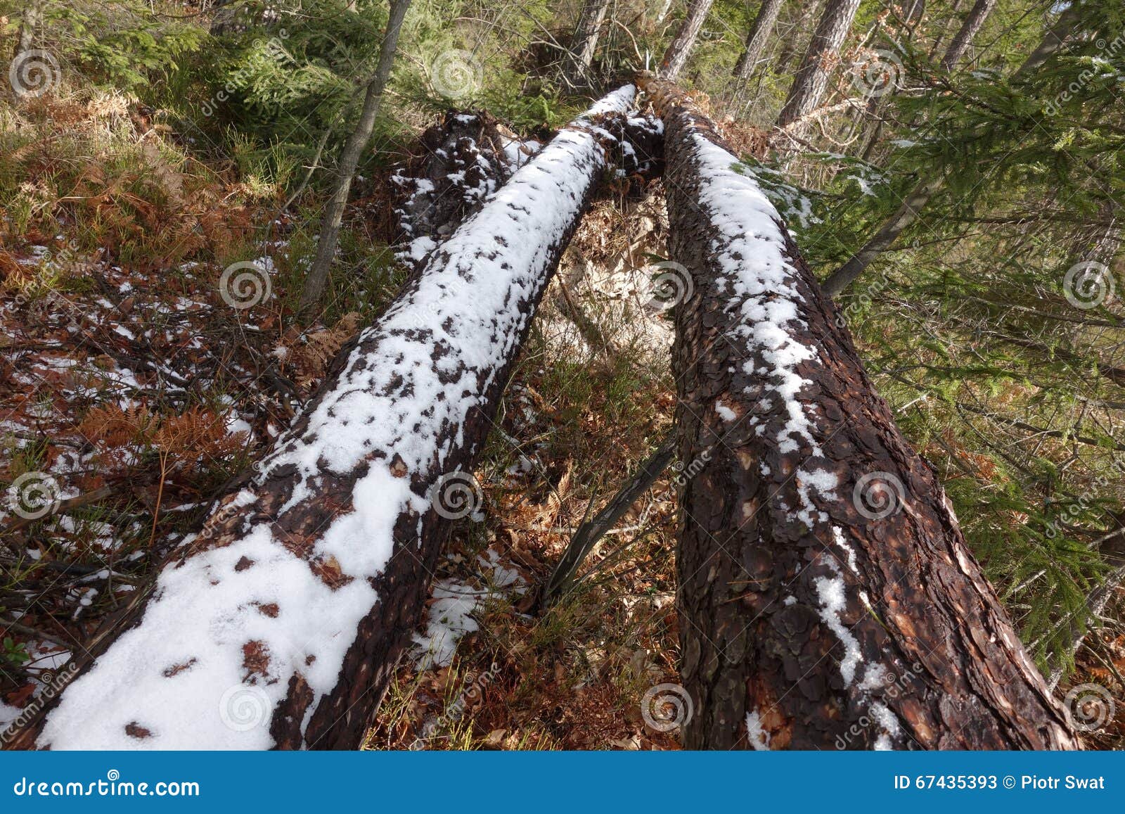 Broken snowy trees stock image. Image of beautiful, coniferous - 67435393