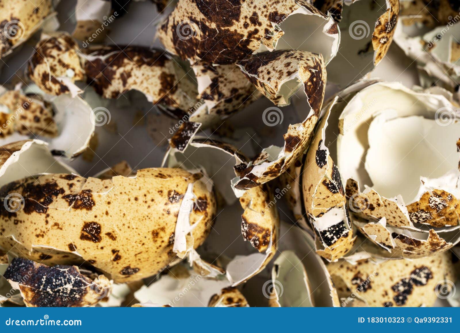 Broken Speckled Quail Egg Shell, Cracked Eggshell Background. Quail ...
