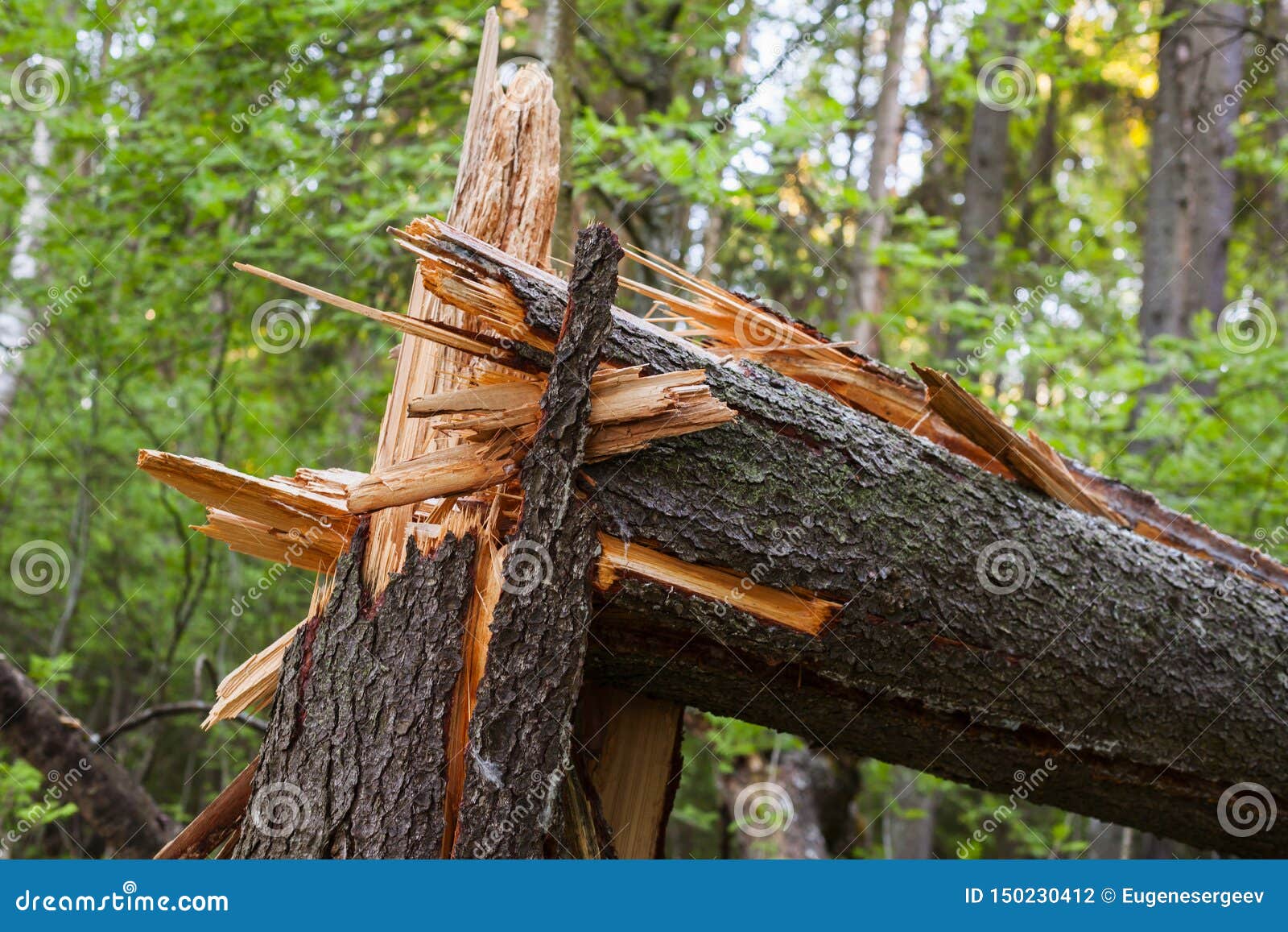 Broken Spruce Tree Trunk, Close Up Stock Photo - Image of plant ...