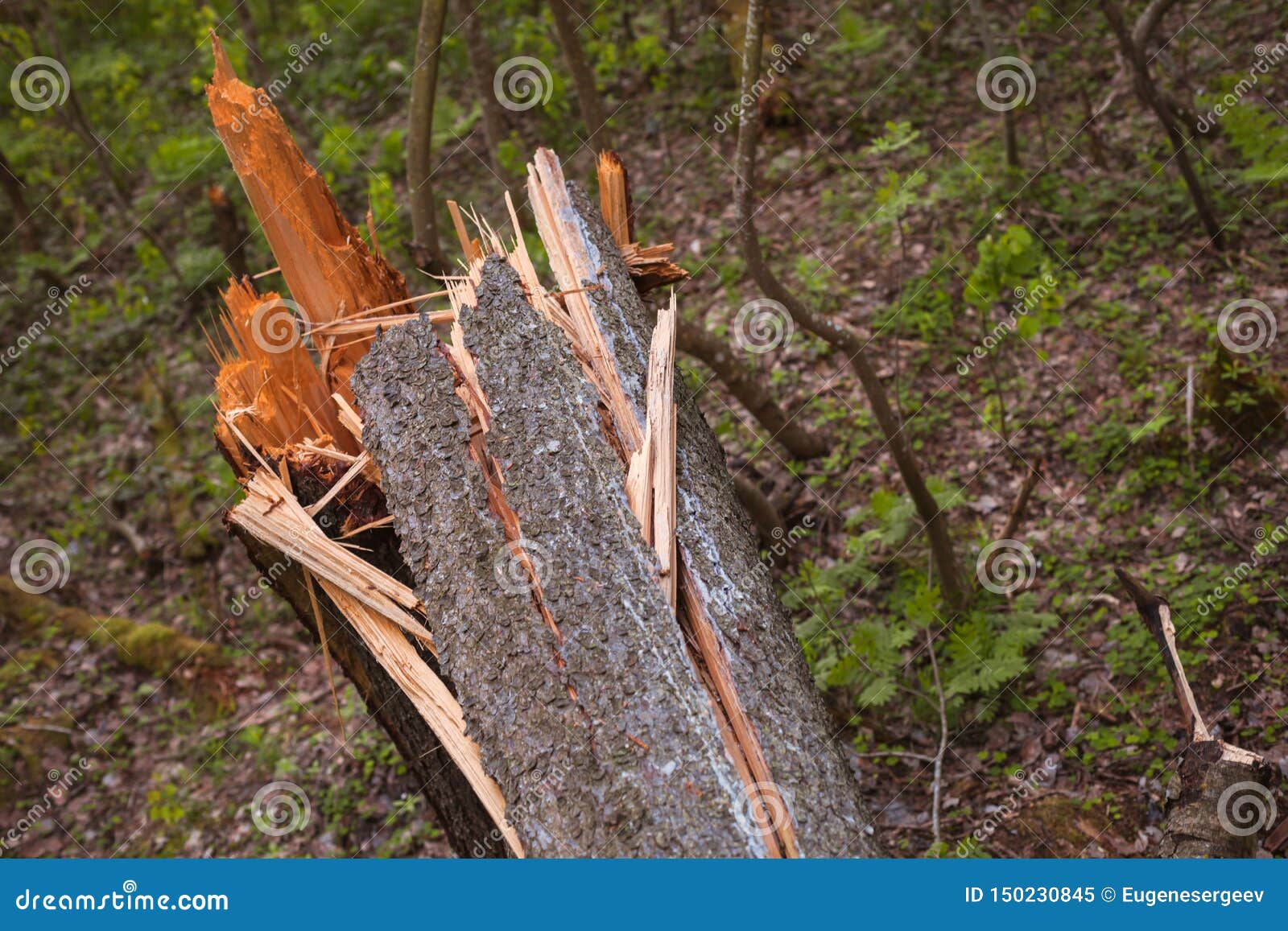 Broken spruce tree trunk stock image. Image of outdoor - 150230845