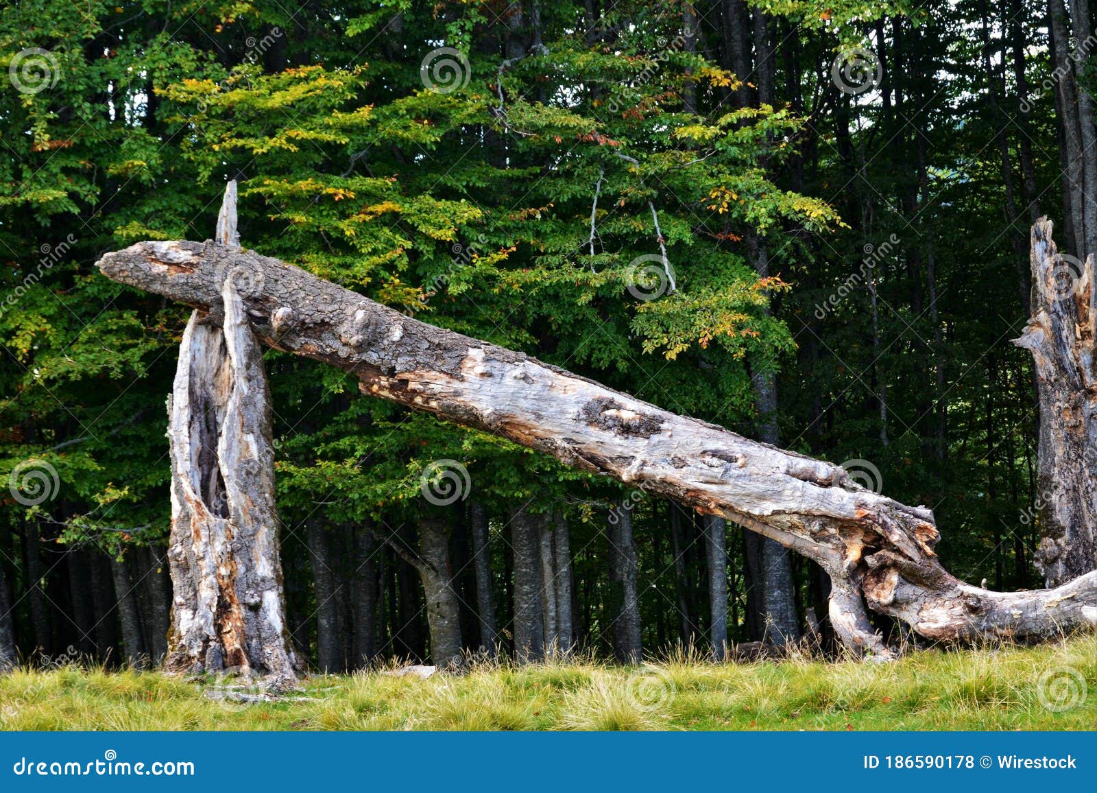 Broken Stem of a Tree in a Forest Stock Photo - Image of forest ...