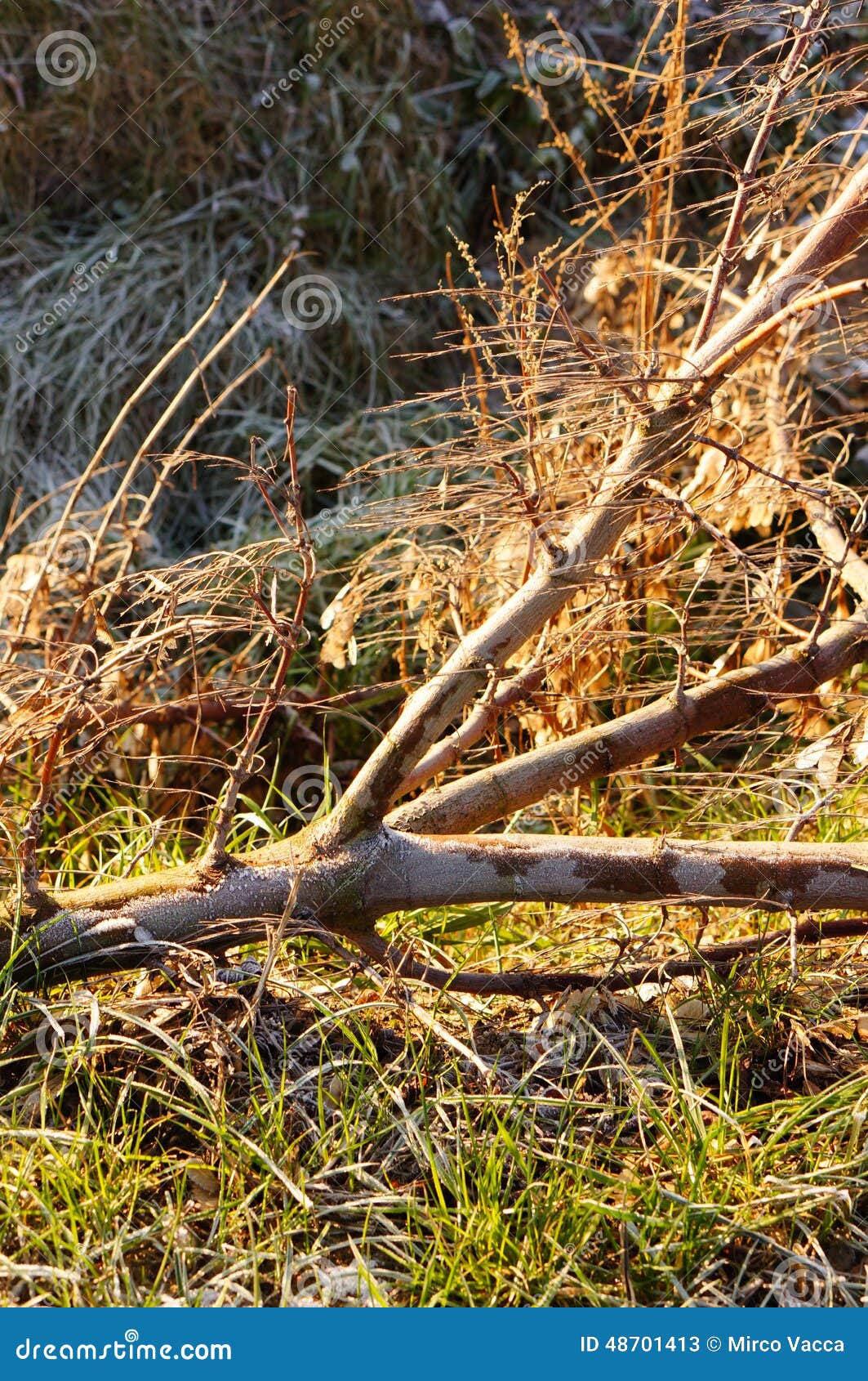 Broken stem stock image. Image of grass, green, broken - 48701413