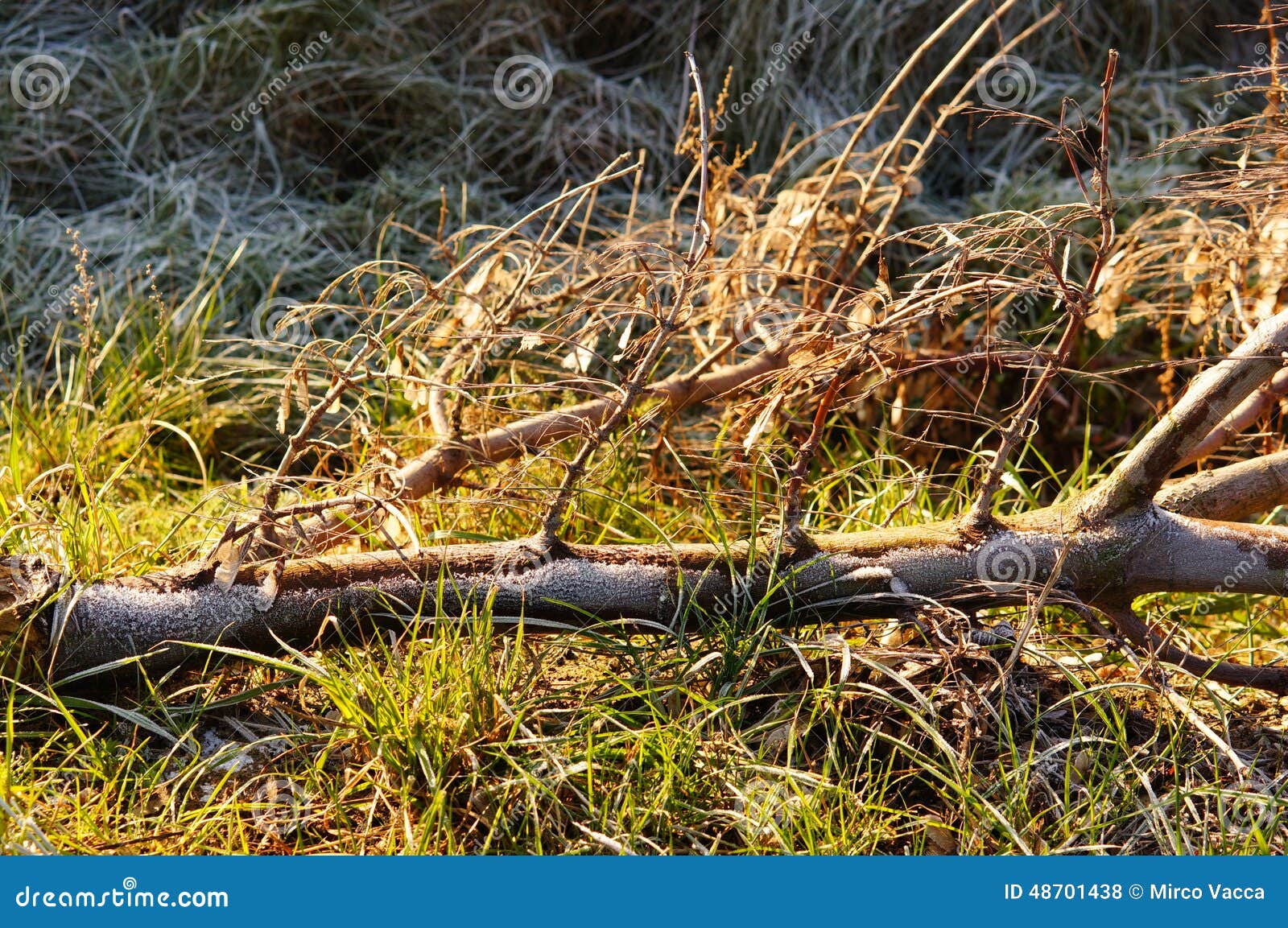 Broken stem stock photo. Image of ecosystem, reptile - 48701438