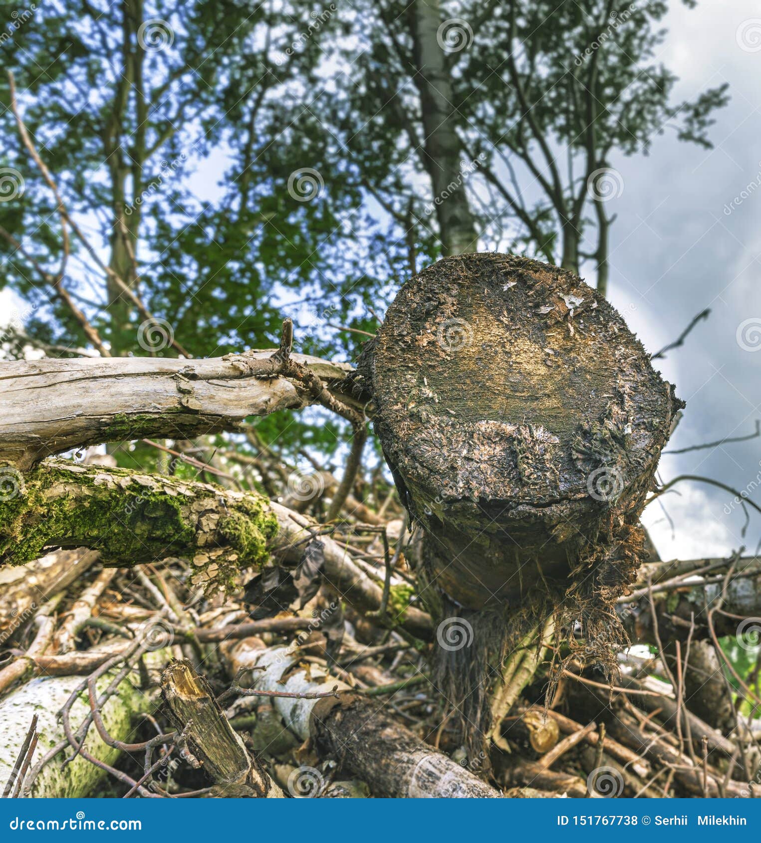 Broken Sticks and Logs in Forest Stock Photo - Image of branch, birch ...