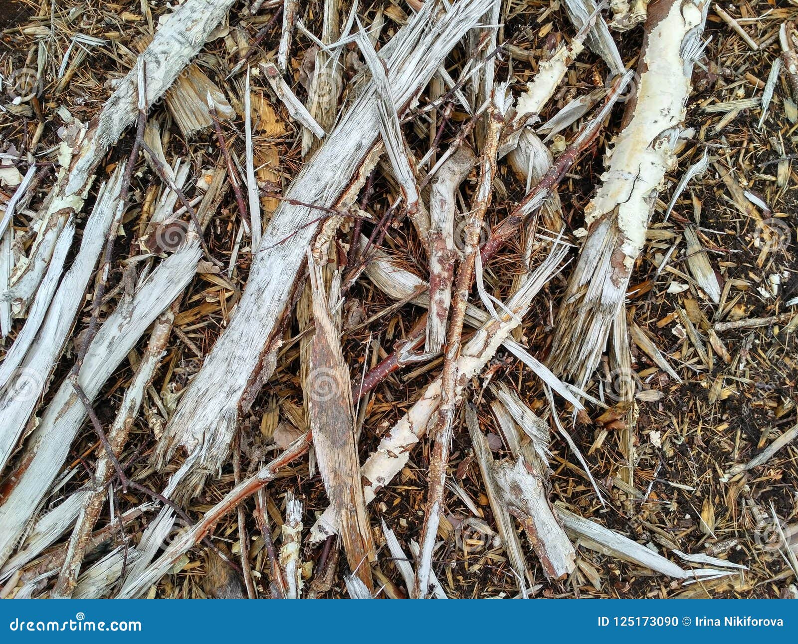 Broken sticks. stock photo. Image of tree, swamp, ground - 125173090