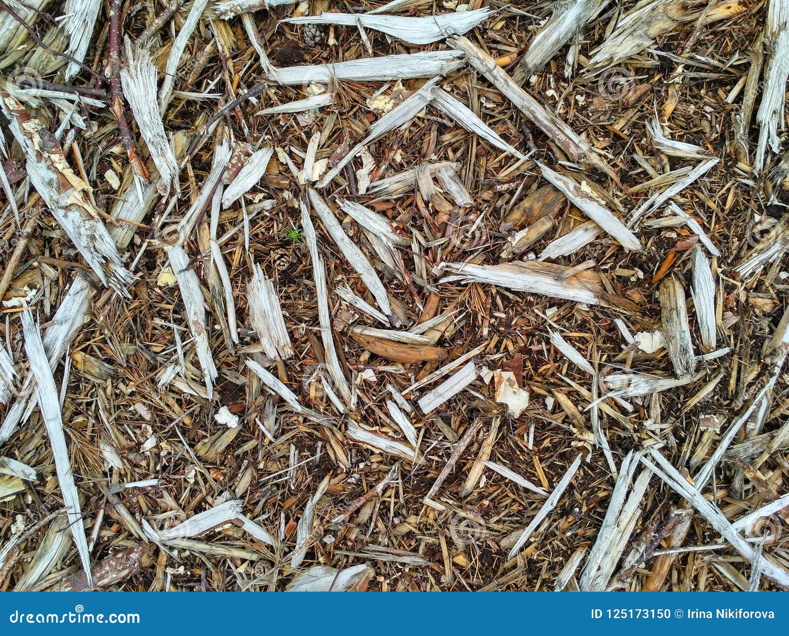 Broken sticks. stock photo. Image of sticks, swamp, vintage - 125173150