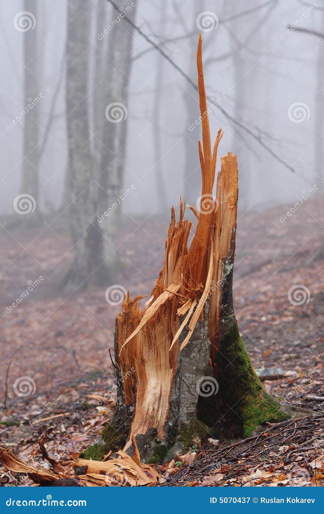 Broken stump. stock image. Image of timber, tree, forest - 5070437