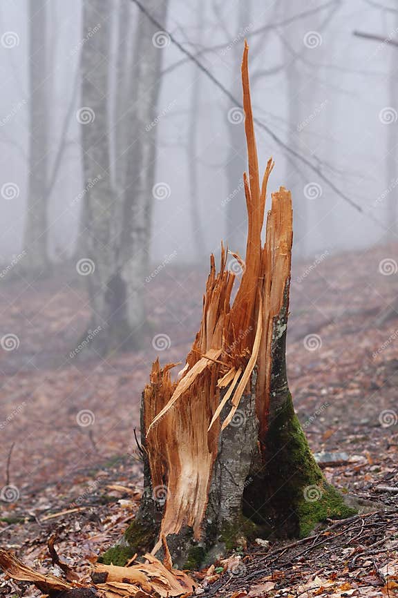 Broken stump. stock image. Image of timber, tree, forest - 5070437