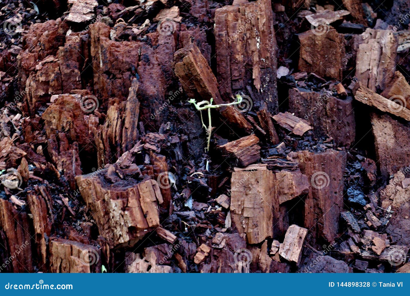 Broken Stump in the Forest into Many Different Pieces Stock Photo ...