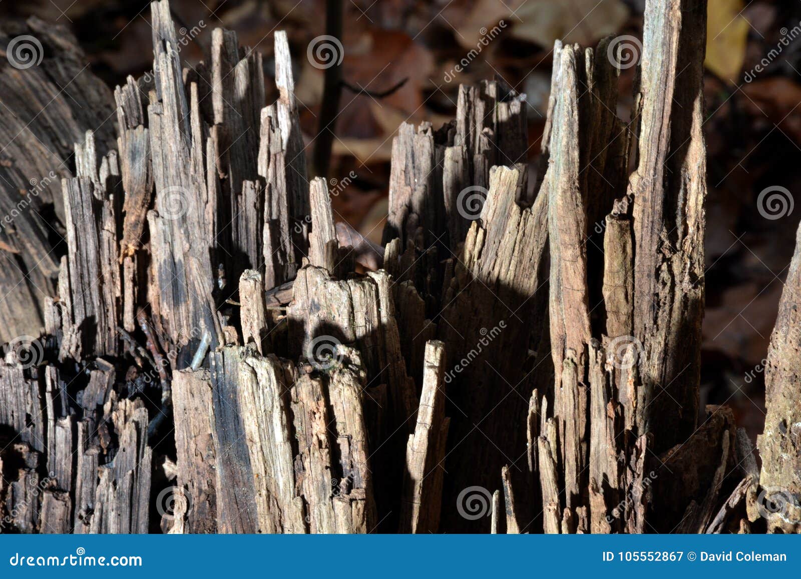 Broken stump detail stock image. Image of woods, covered - 105552867