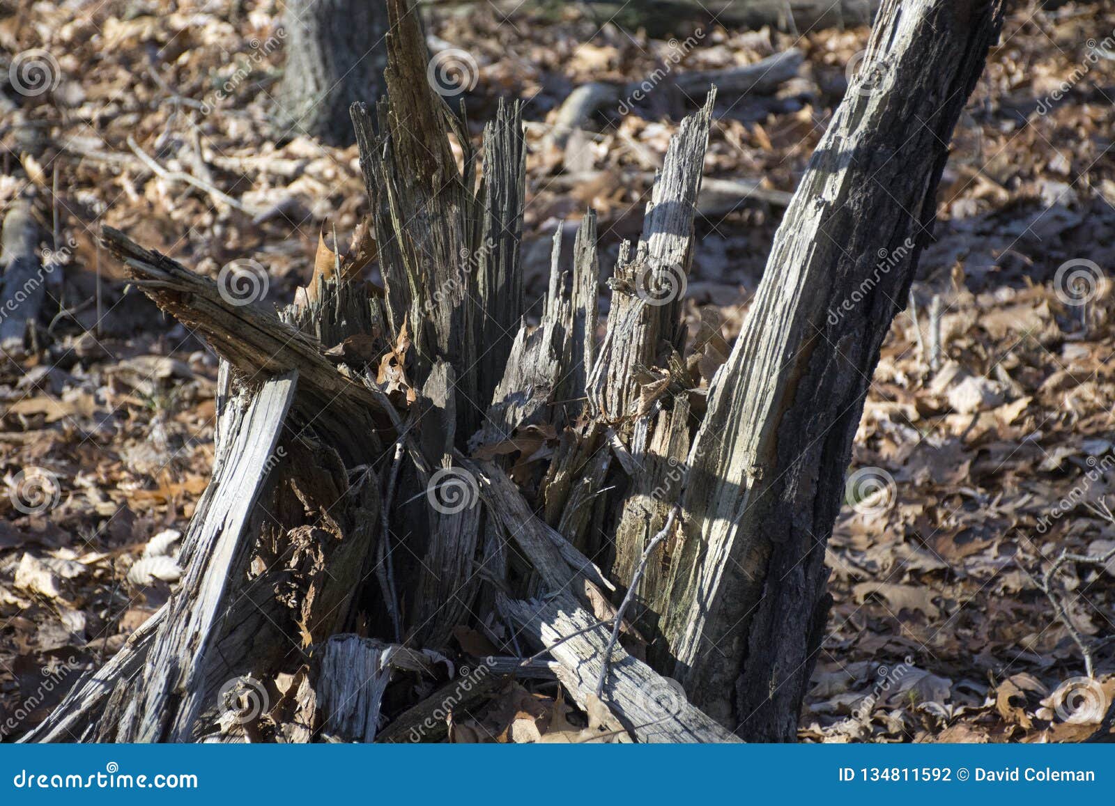 Broken Stumps on Forest Floor Stock Photo - Image of nature, decaying ...