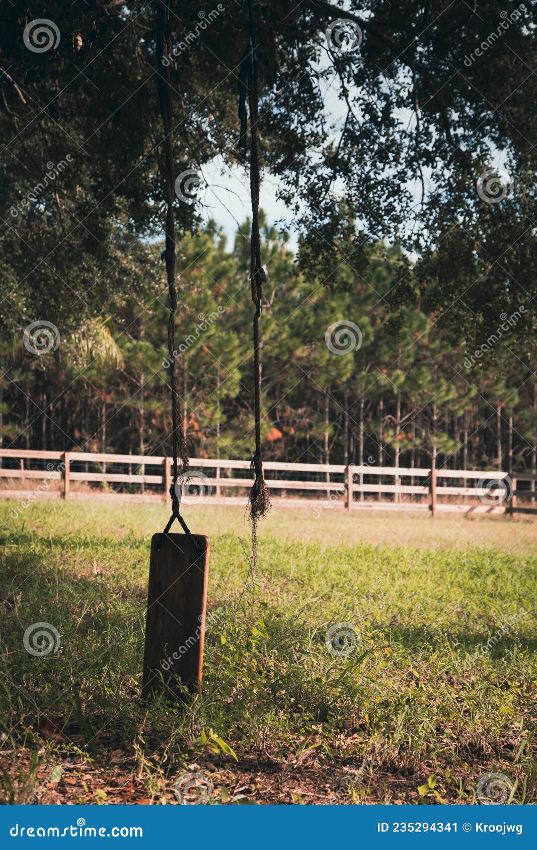 Broken Swing Hangs Under a Tree Stock Image - Image of pasture, swing ...