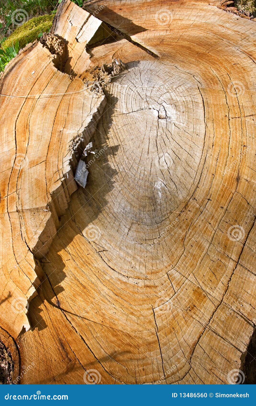 A broken tree stock photo. Image of cracked, fall, environment - 13486560