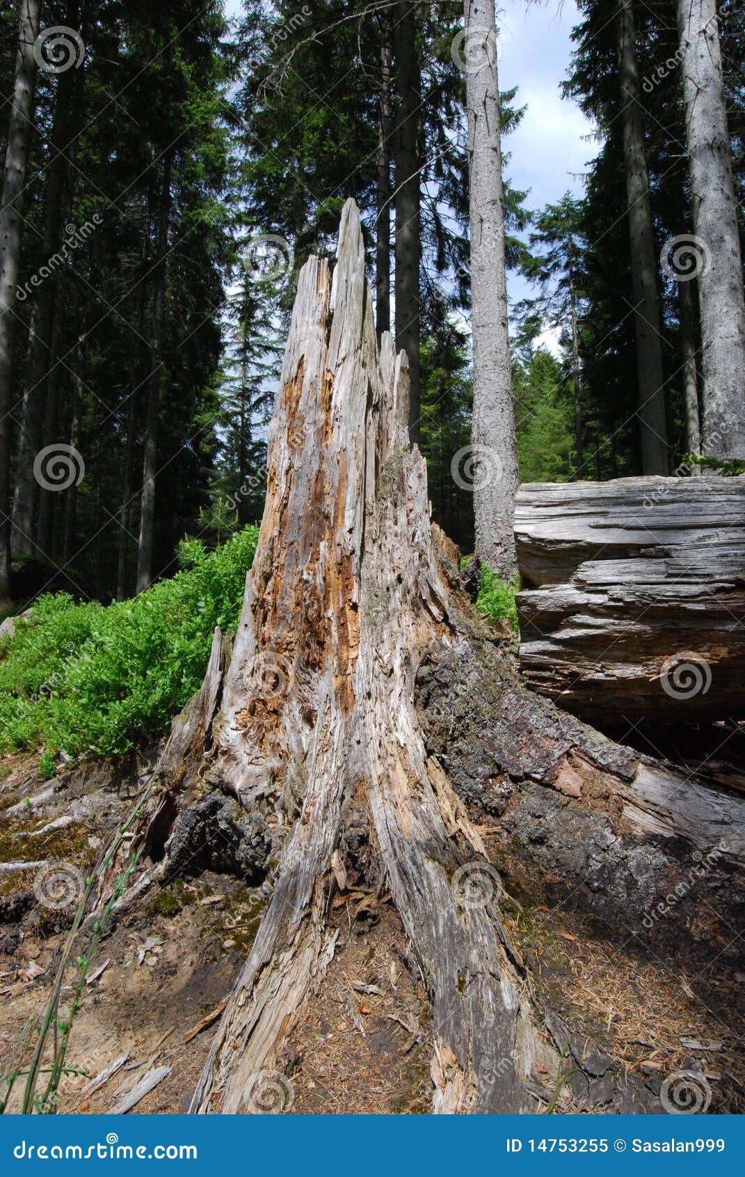 Broken Tree stock image. Image of destroy, dead, wood - 14753255