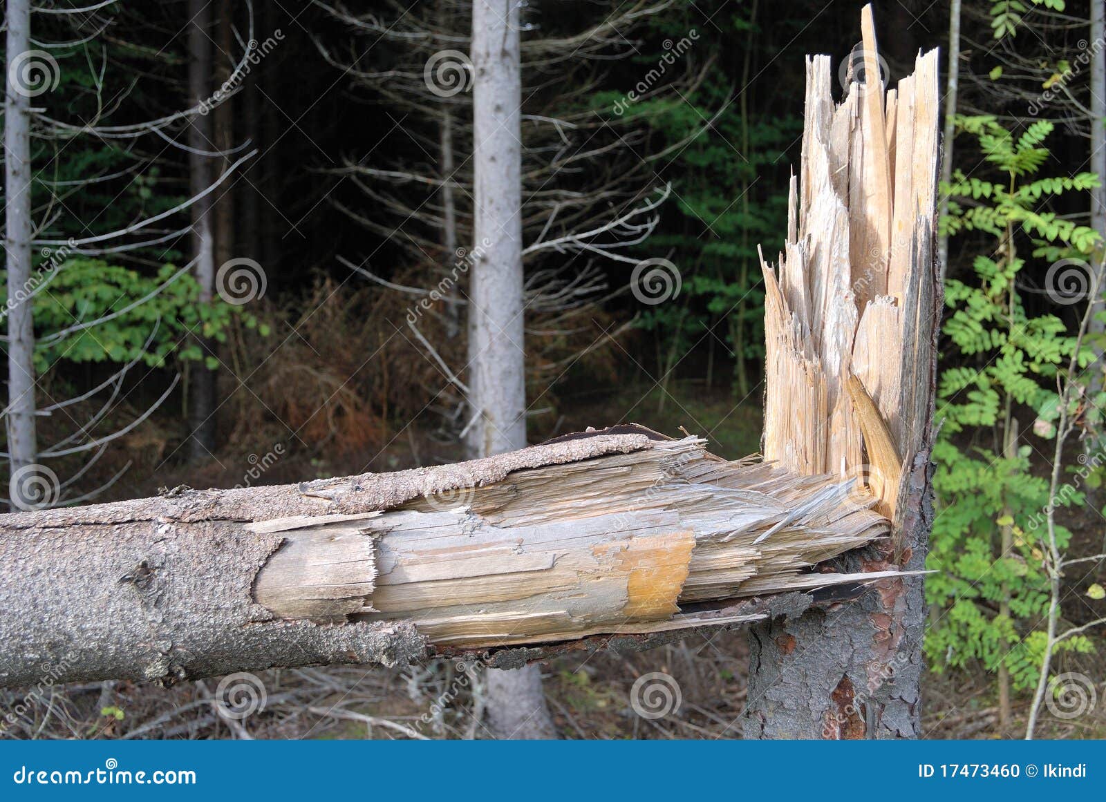 The broken tree stock photo. Image of structure, hurricane - 17473460