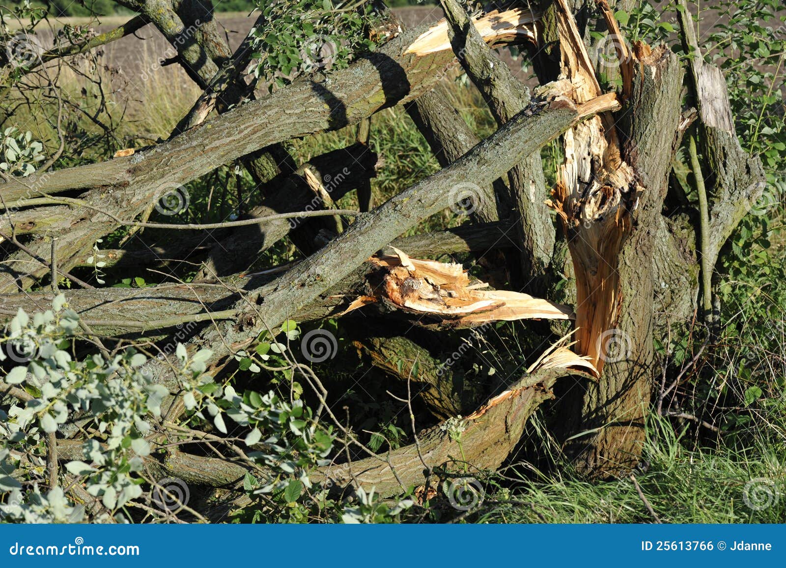Broken Tree Branches On The Beach After Storm. Sea Black And White ...