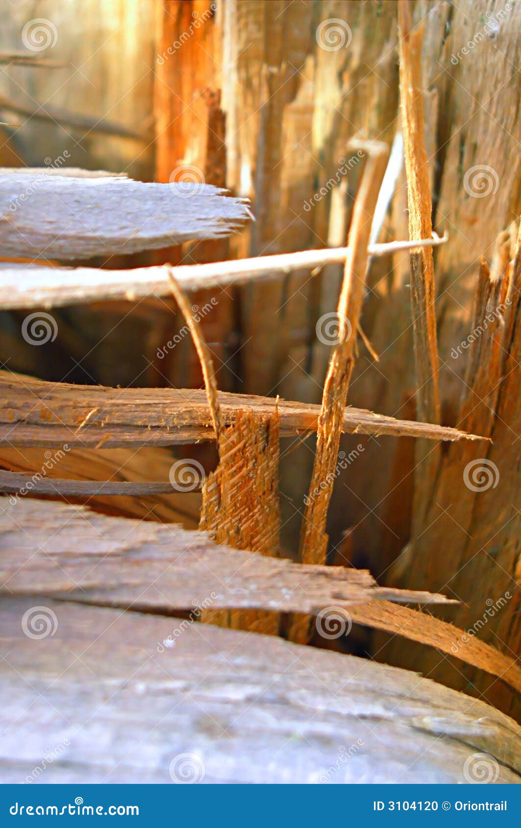 Broken tree stock photo. Image of damage, brake, tree - 3104120