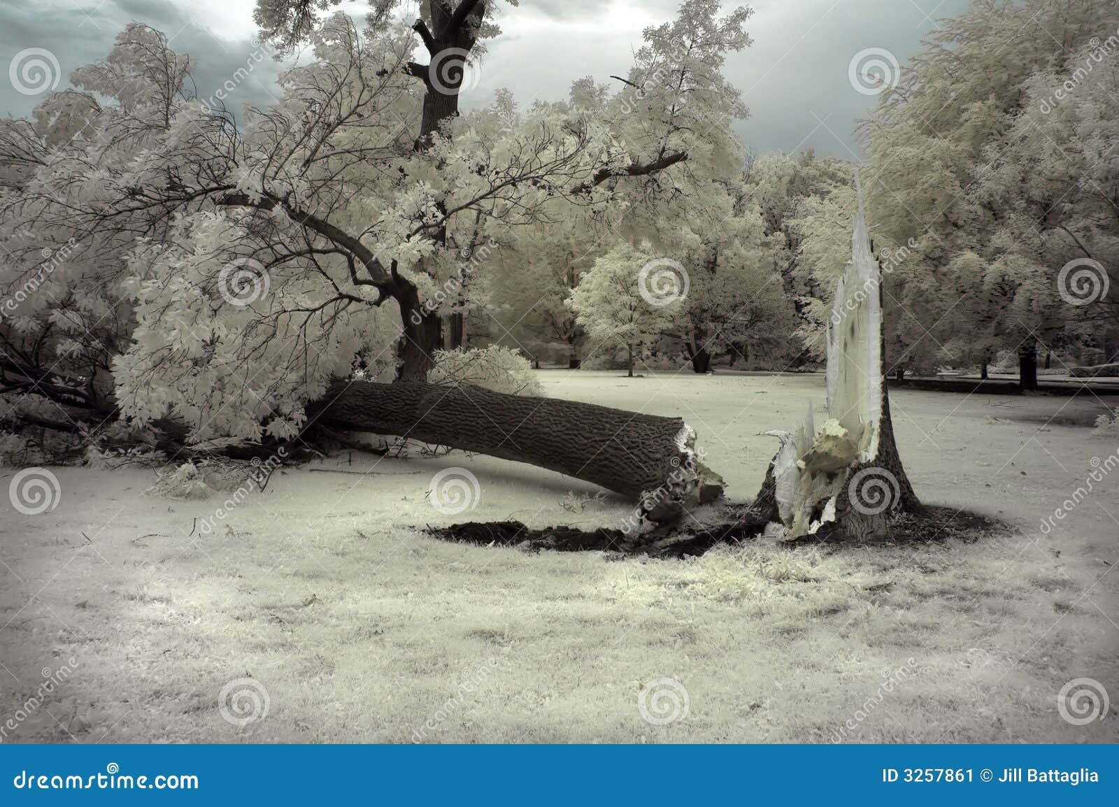 Broken Tree stock image. Image of disaster, severe, destruction - 3257861