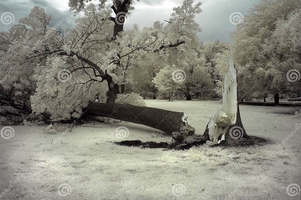 Broken Tree stock image. Image of disaster, severe, destruction - 3257861