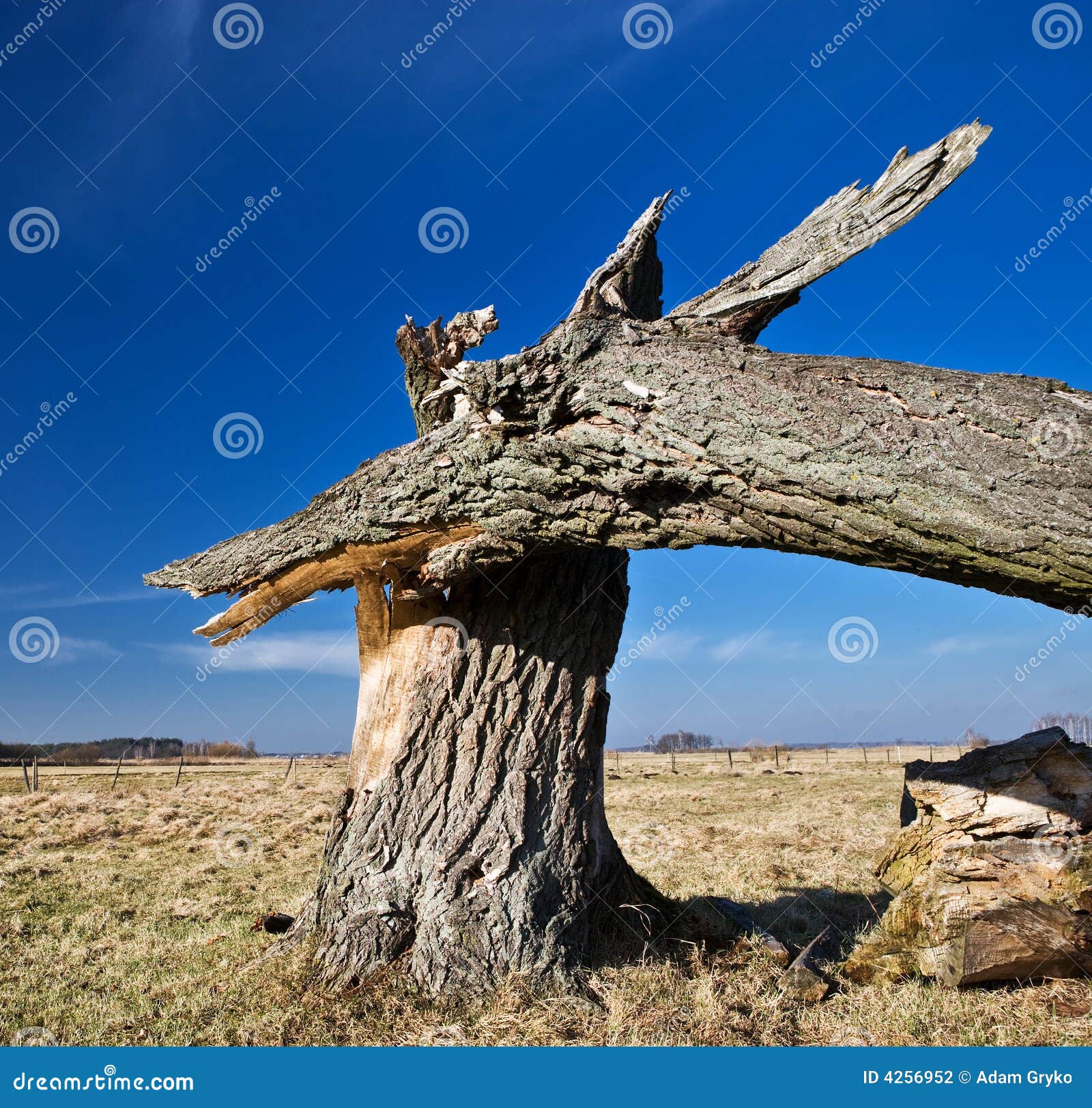 Broken tree stock photo. Image of nature, outside, countryside - 4256952