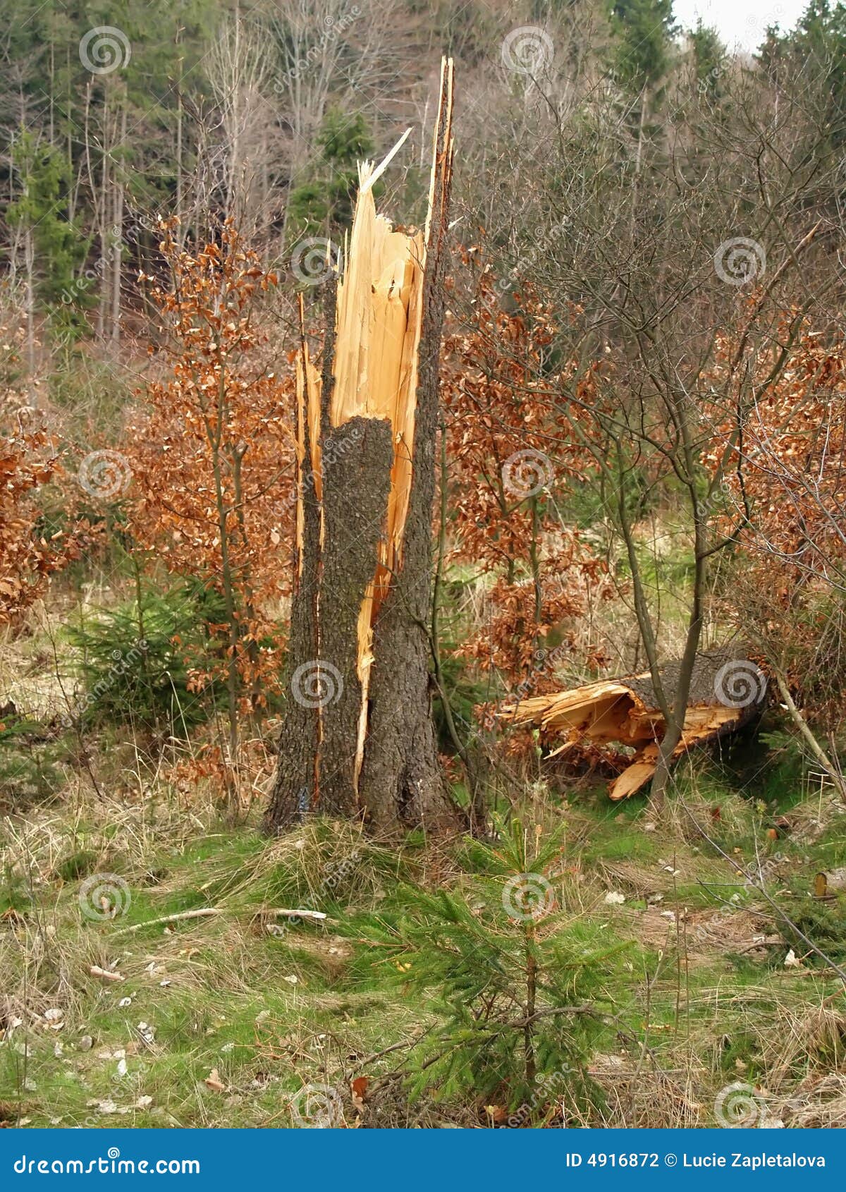 Broken tree stock photo. Image of wood, storm, landscape - 4916872