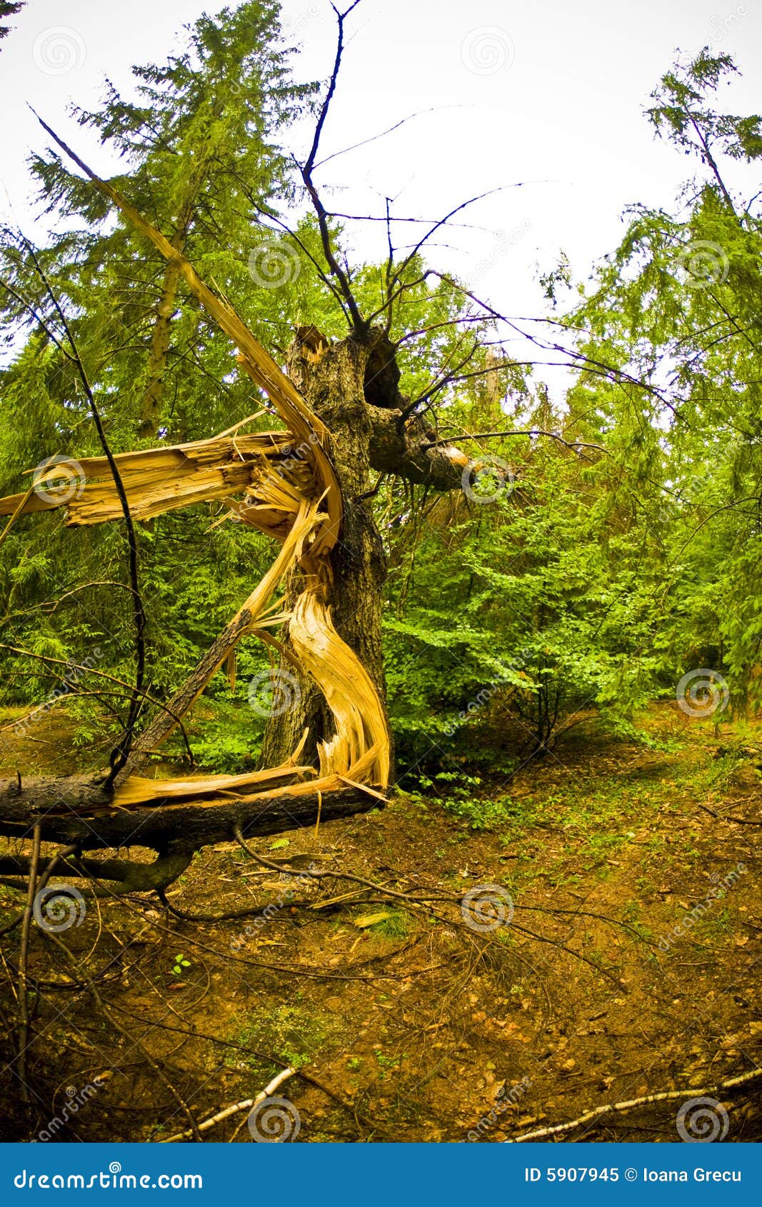 Broken tree stock image. Image of scenery, forest, grass - 5907945
