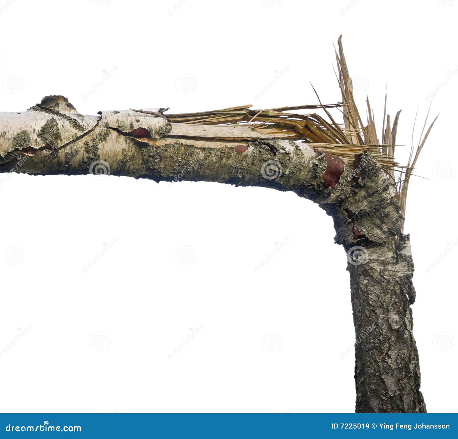 Broken tree stock image. Image of tree, plant, birch, white - 7225019