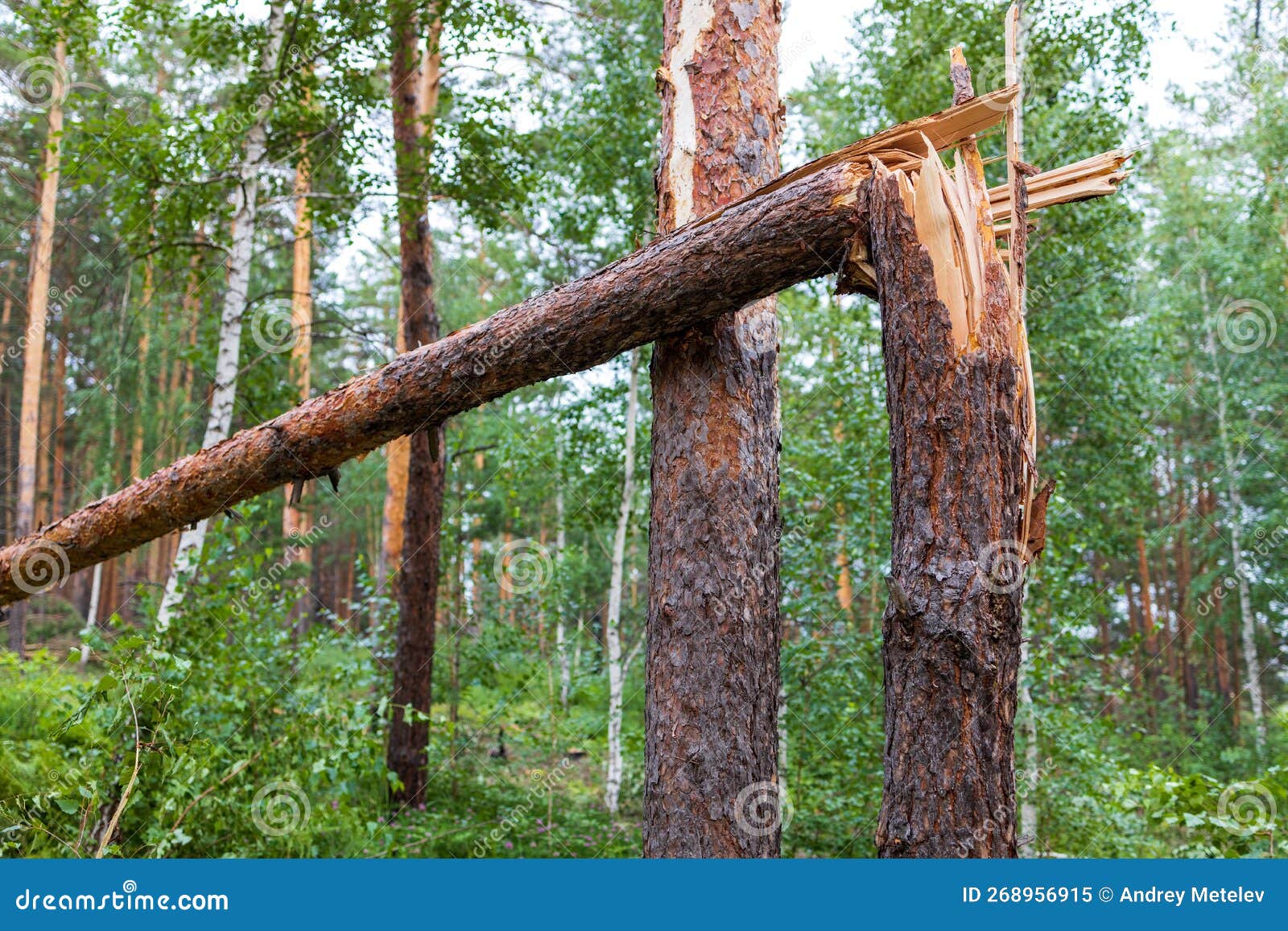 Broken Tree As a Result of a Storm Stock Image - Image of broken, wood ...