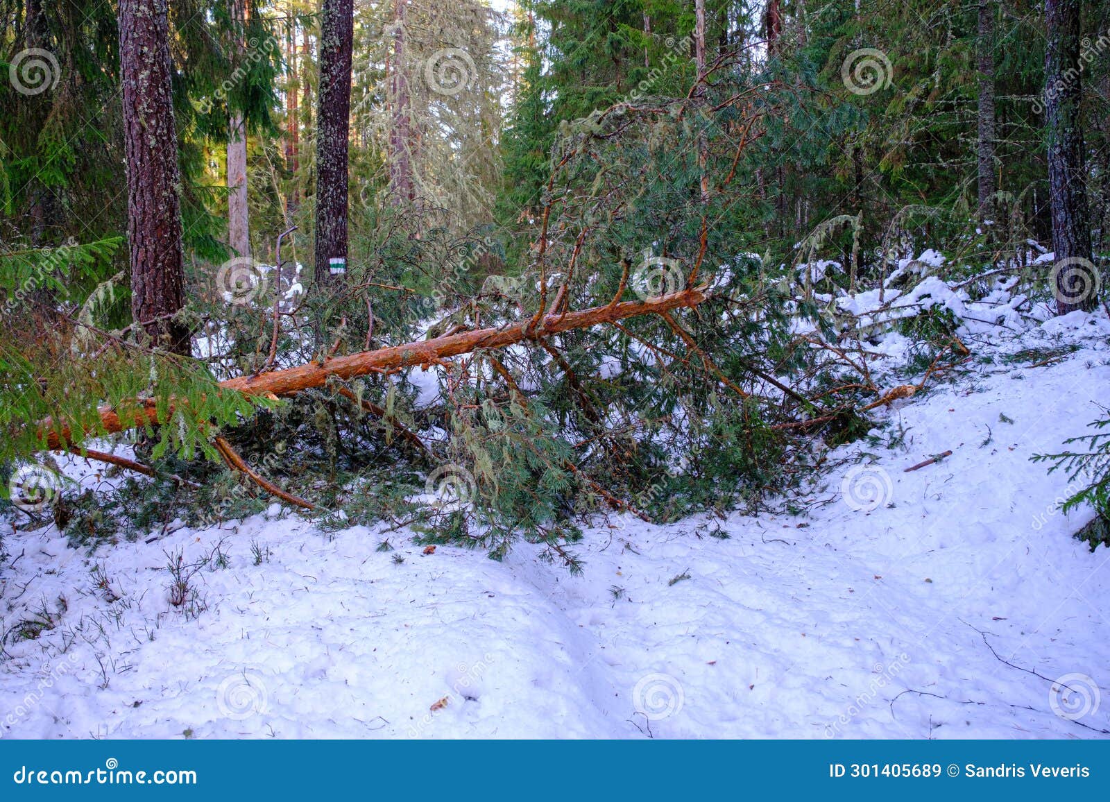 Broken Tree As a Result of a Storm. Strong Wind Broke the Tree. Stock ...