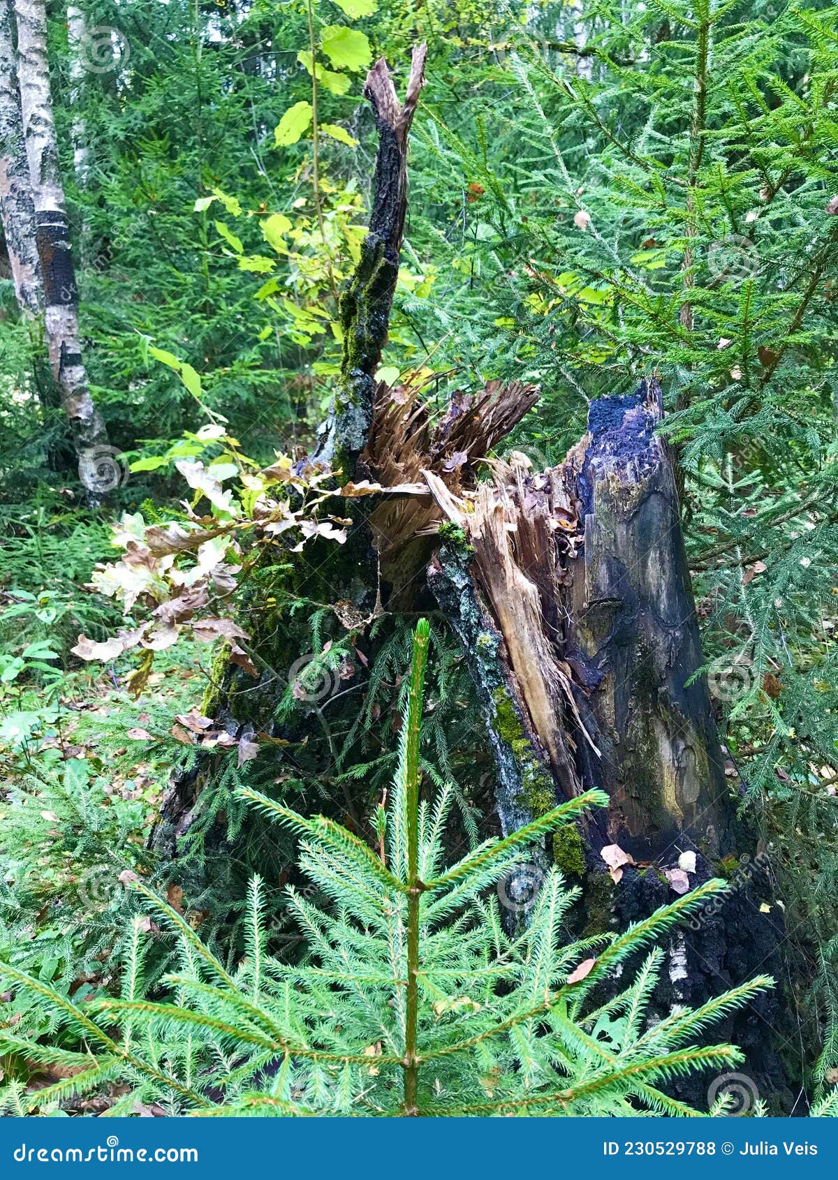 Broken tree stock photo. Image of trunk, green, garden - 230529788
