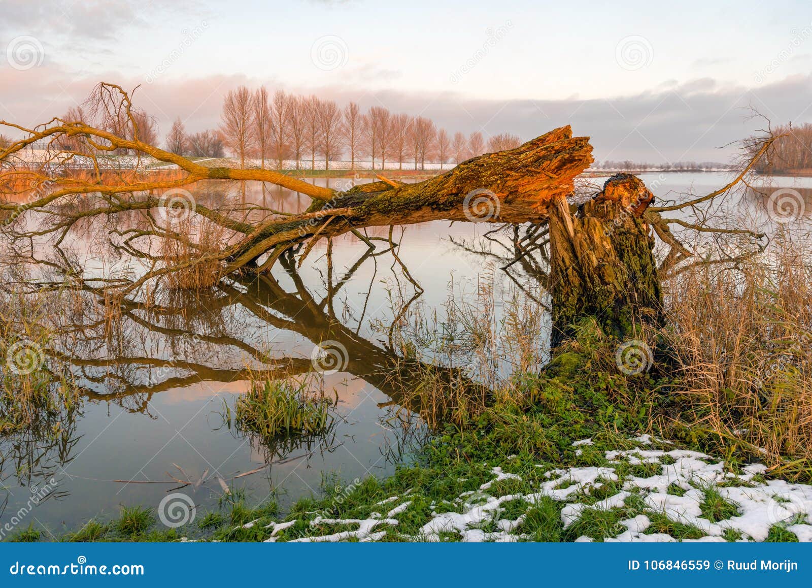 Broken Tree at the Banks of a Lake Stock Image - Image of branch ...