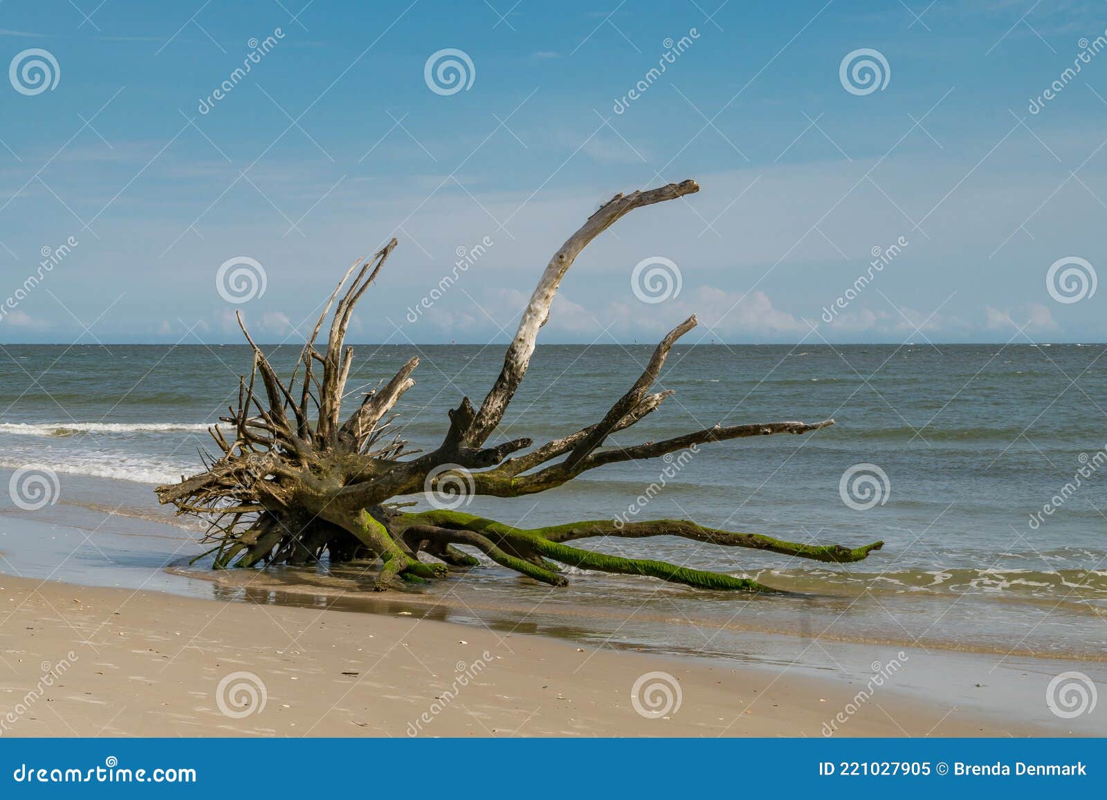 Shellisland Stock Photos - Free & Royalty-Free Stock Photos from Dreamstime