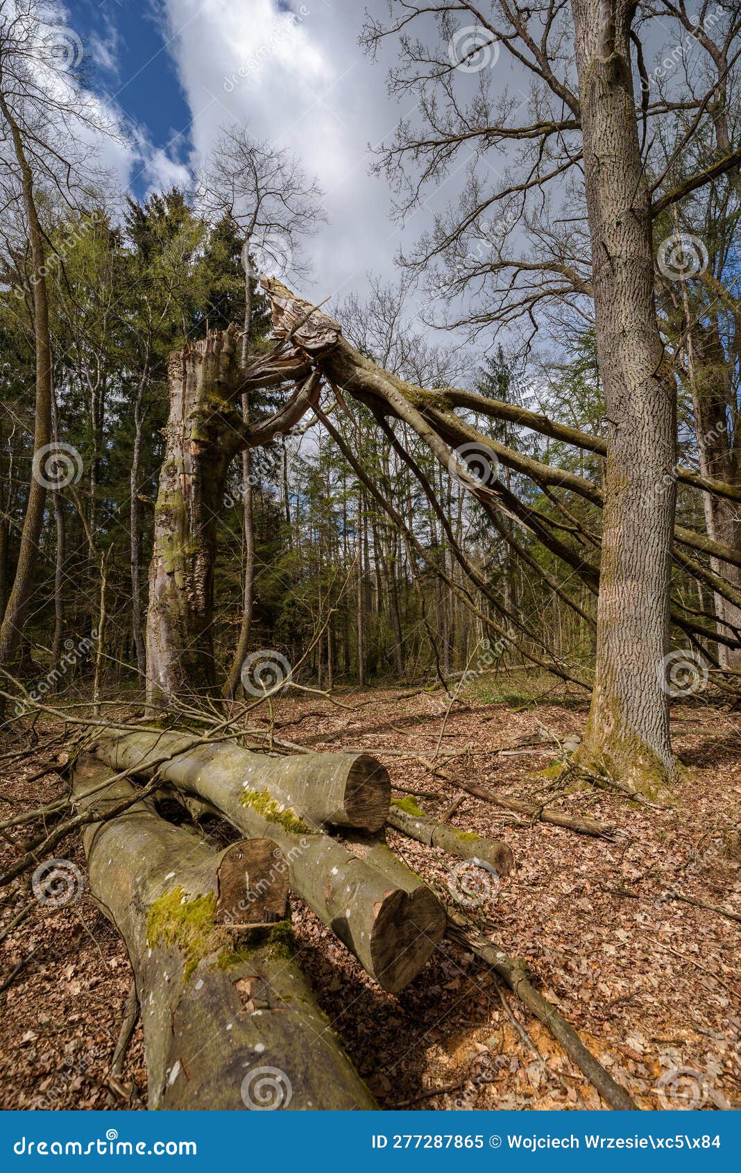 BROKEN TREE stock image. Image of forecast, trunk, wildlife - 277287865