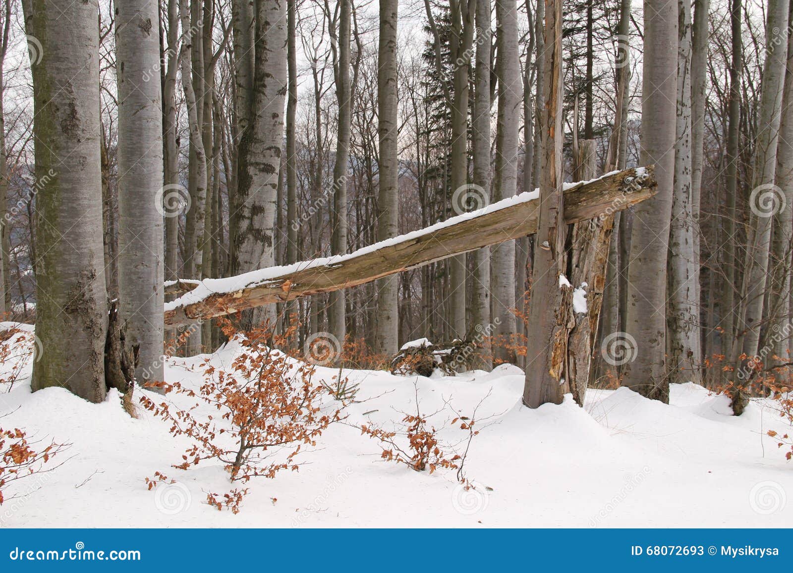 Broken tree stock image. Image of broken, wood, trunk - 68072693