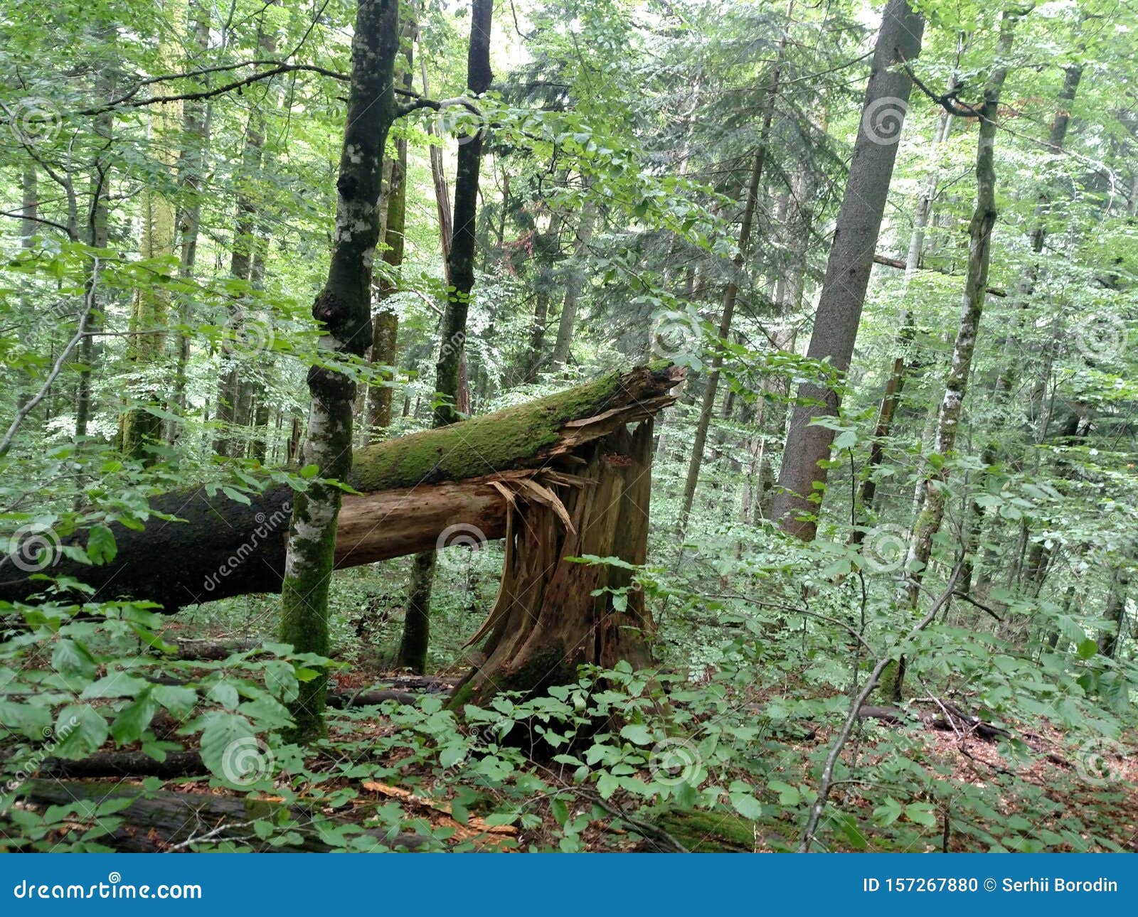 Broken Tree Beech in Leafs Forest on Mountain Slope Stock Photo - Image ...