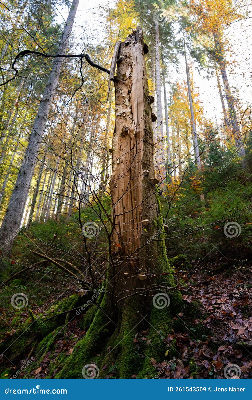 Broken Tree in the Black Forest in Autumn Stock Image - Image of trunk ...