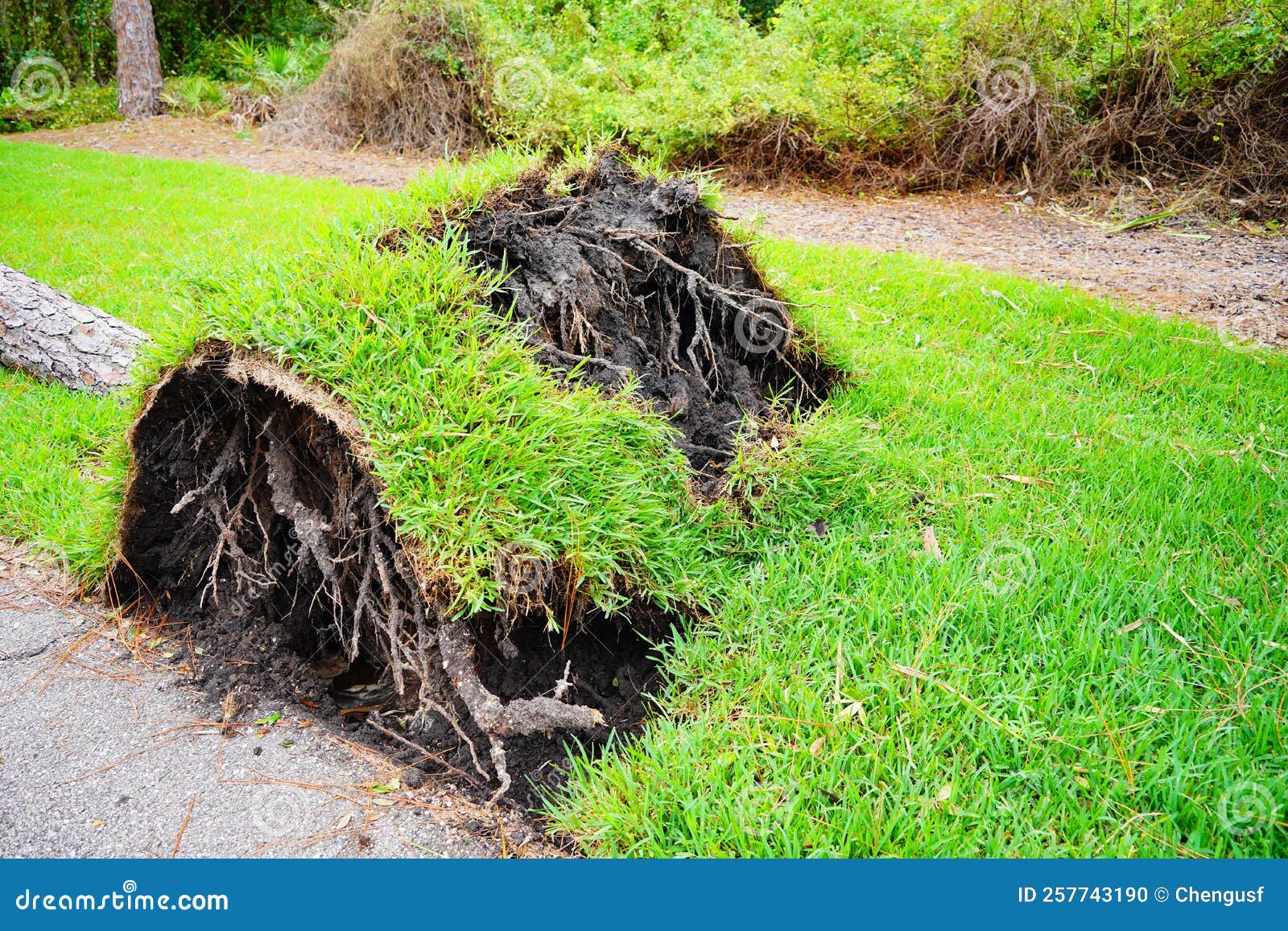Broken Large Tree Aftermath of a Violent Disaster Hurrican Stock Photo ...